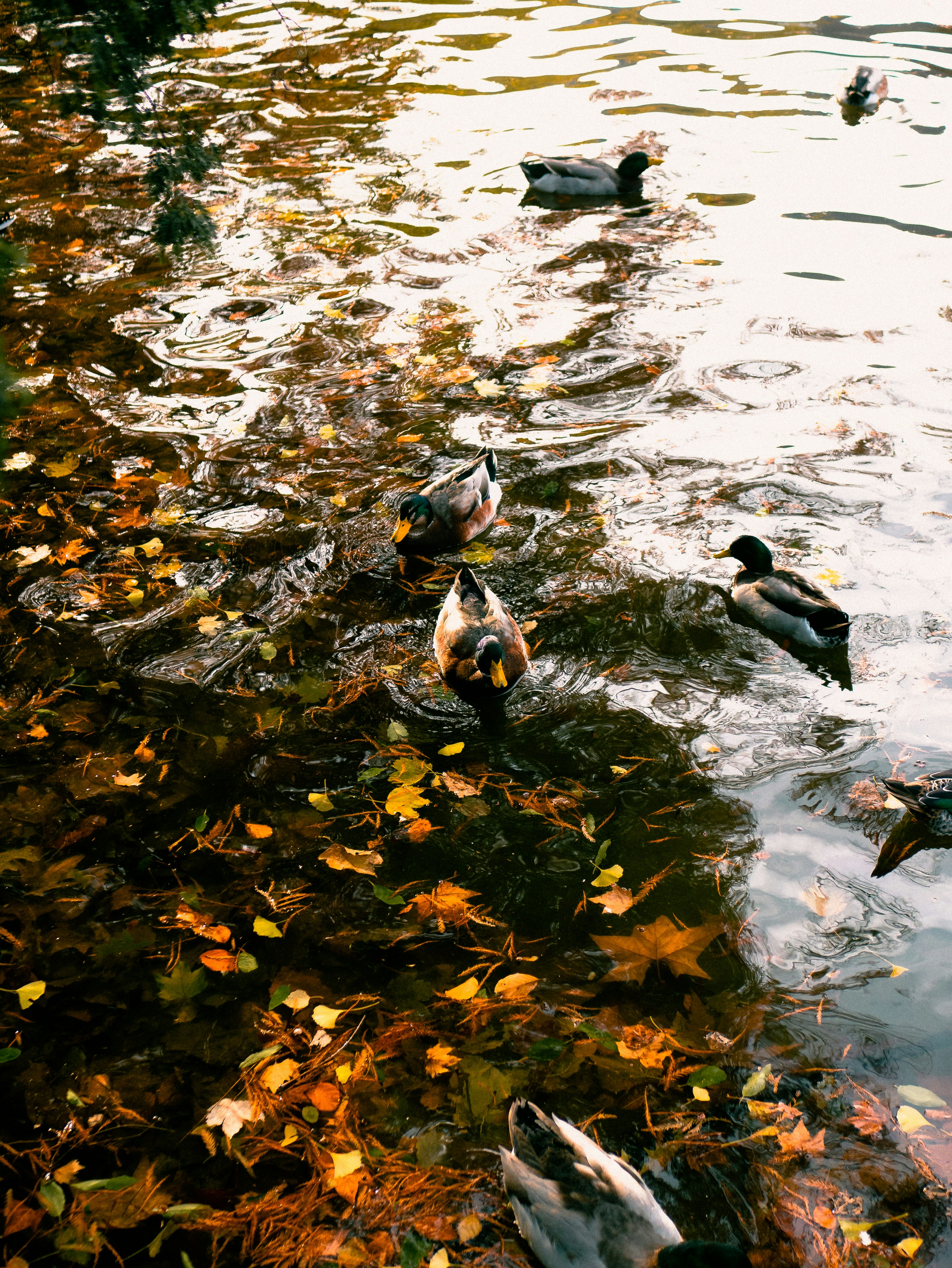 Leaf-Ripple Parade: Ducks Thread Through Autumn Light on a Quiet Pond