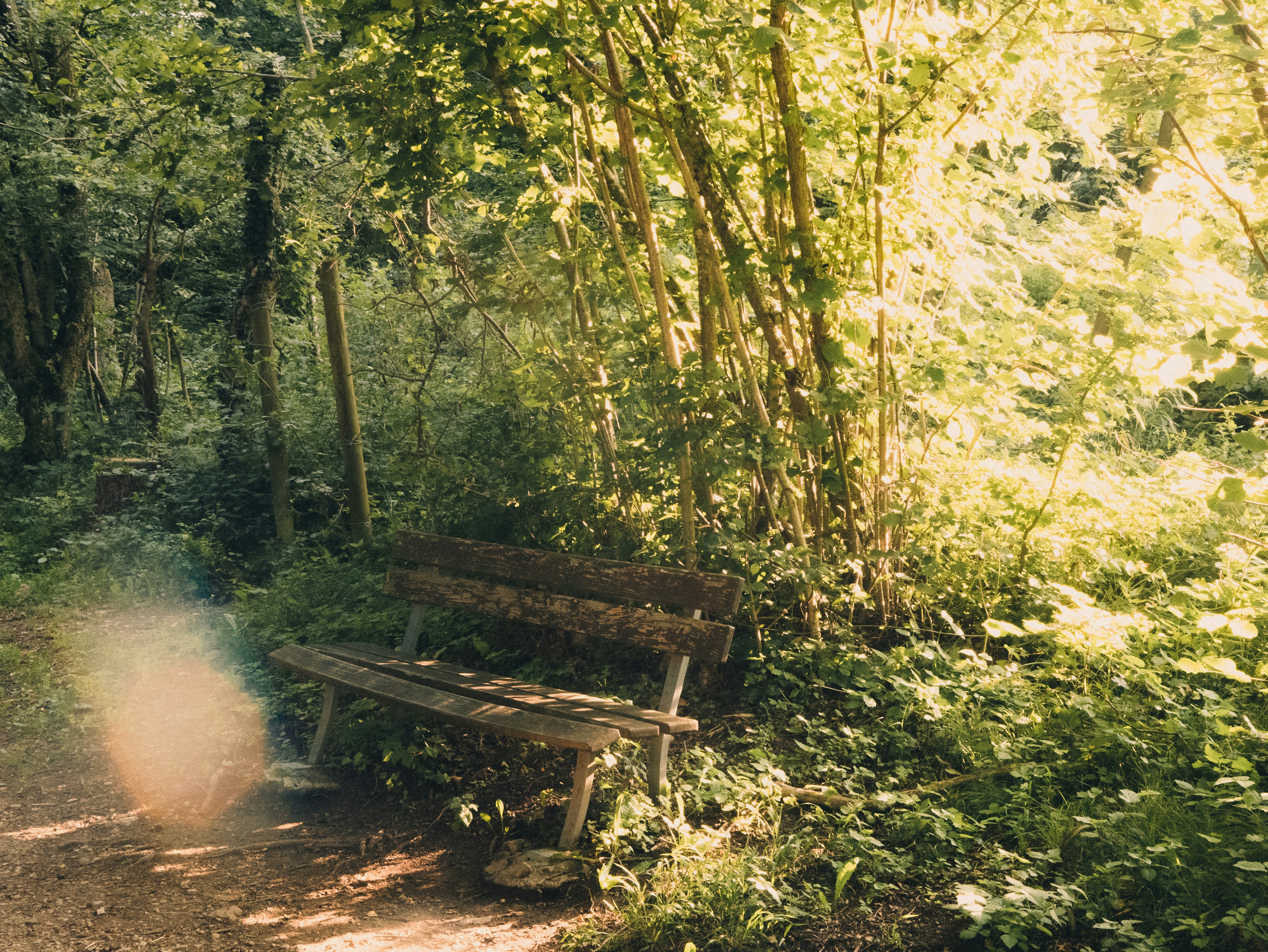 A wooden bench is next to some thin trees in a forest. Sunlight shines through the leaves.
