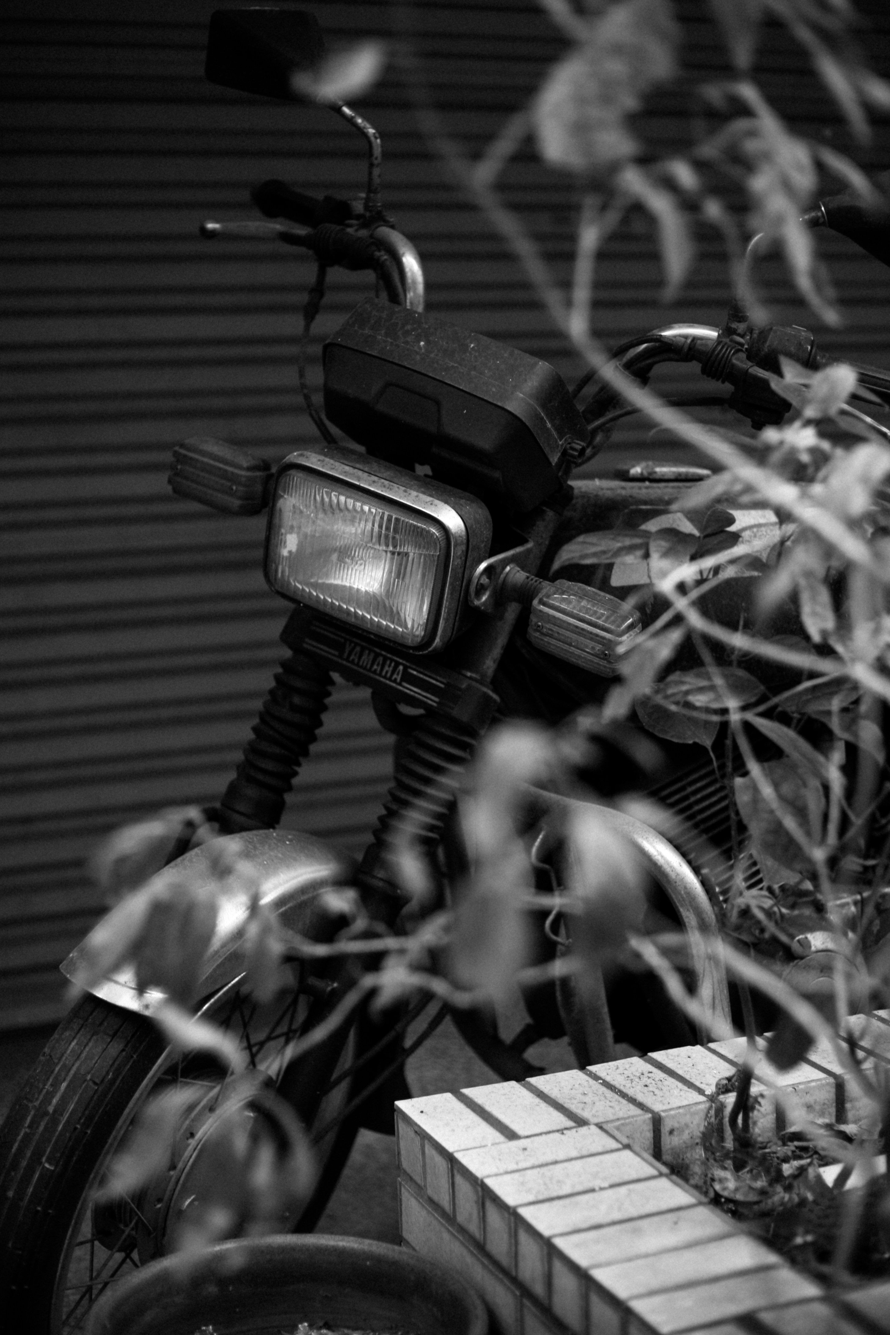 Ivy-Guarded Relic: A Vintage Motorcycle in Monochrome