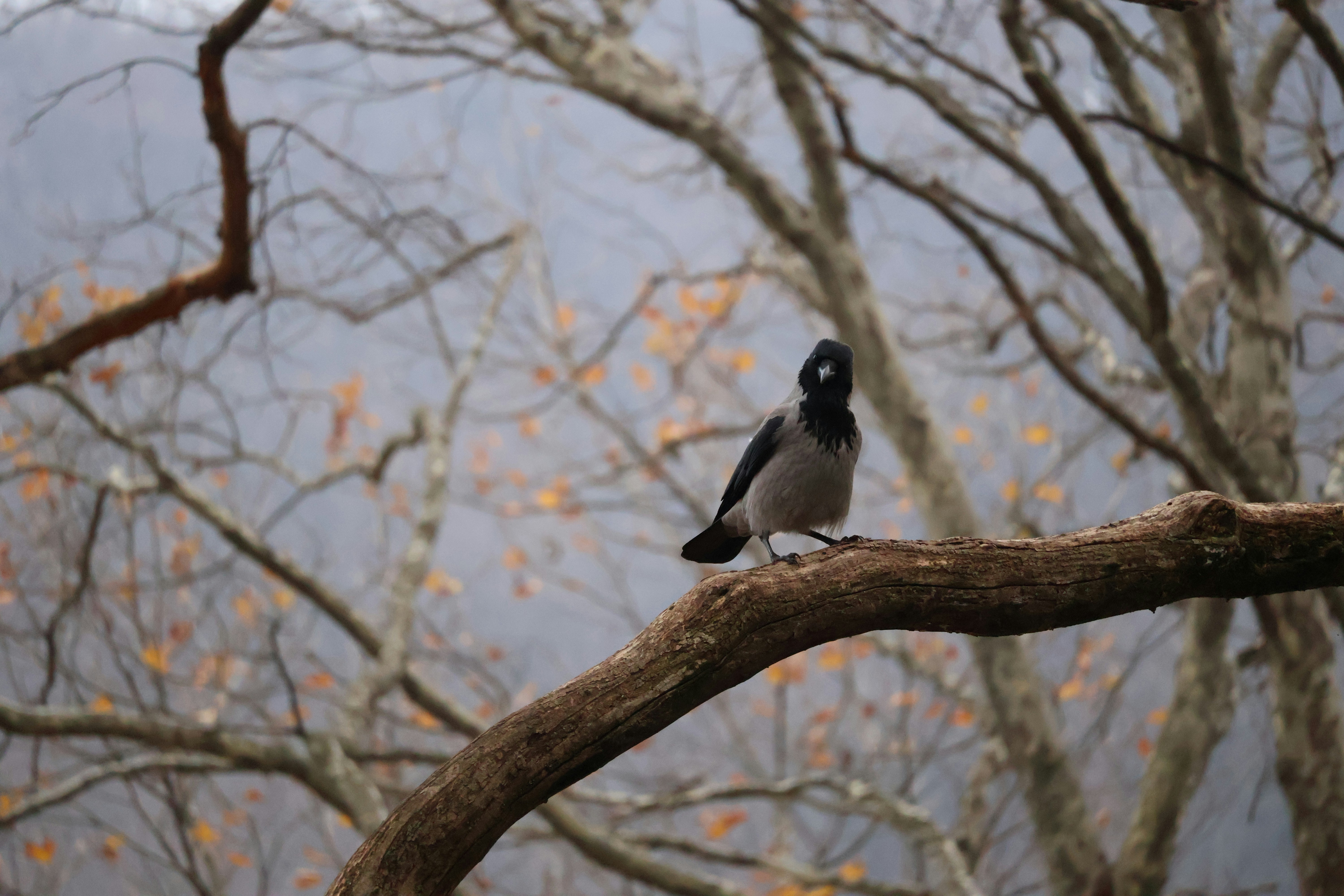 Crow on a Winding Branch in a Winter Grove