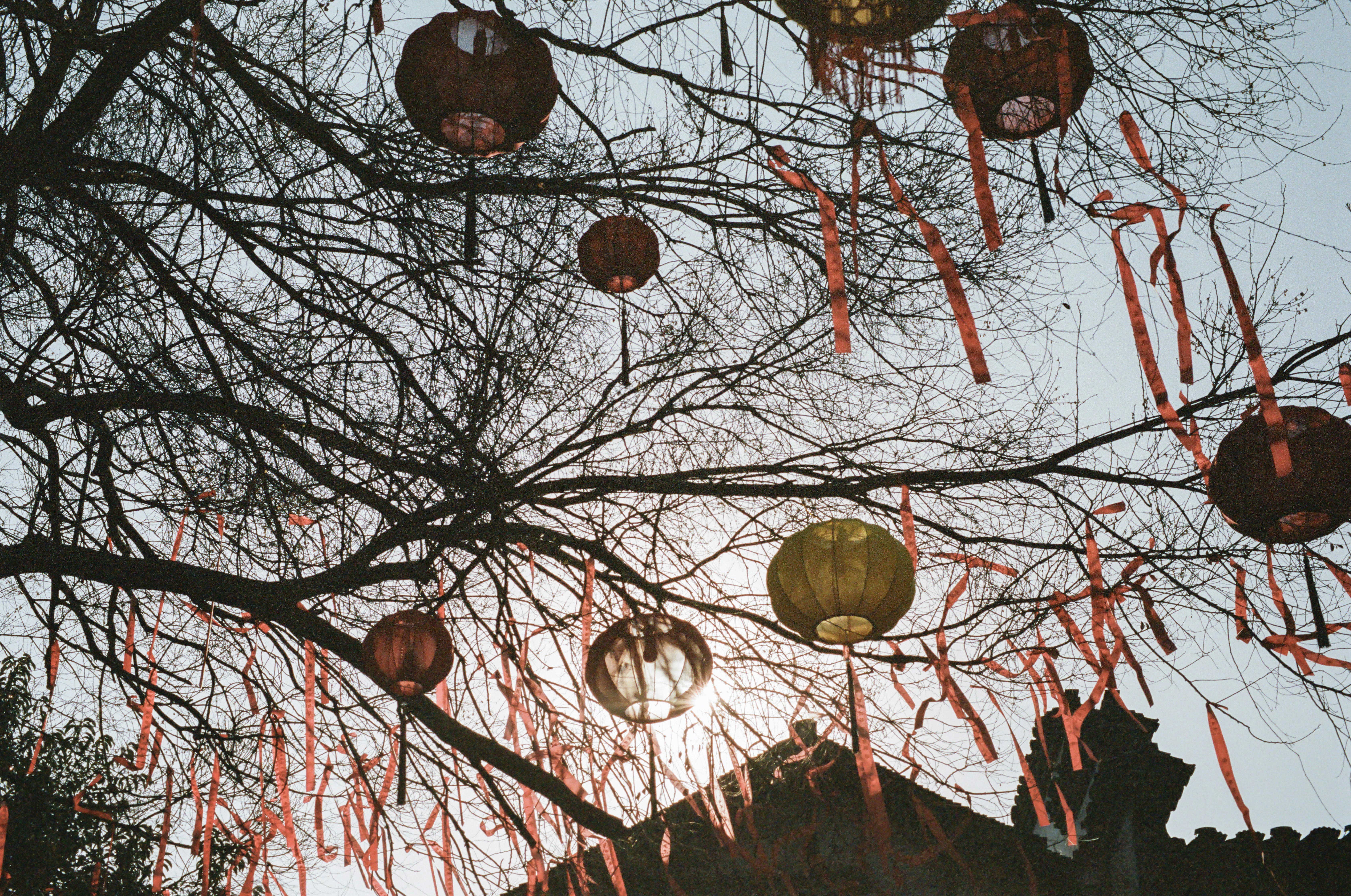 A group of lanterns hanging from a tree photo – Free Analog photography ...