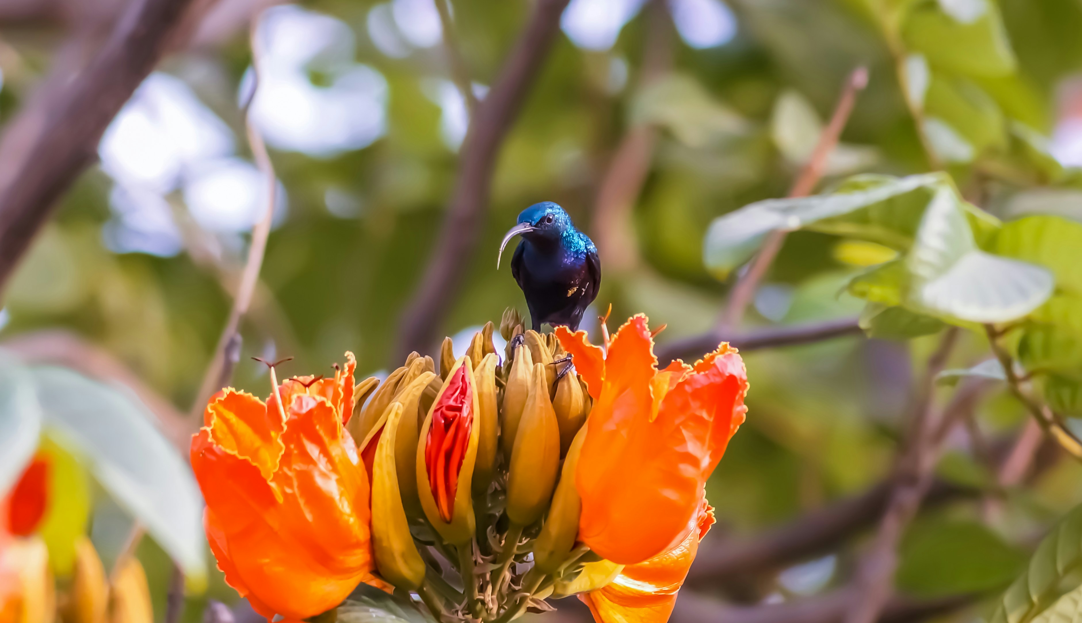 A vibrant hummingbird perched atop a cluster of orange flowers, showcasing the vivid contrast of colors in a lush setting.