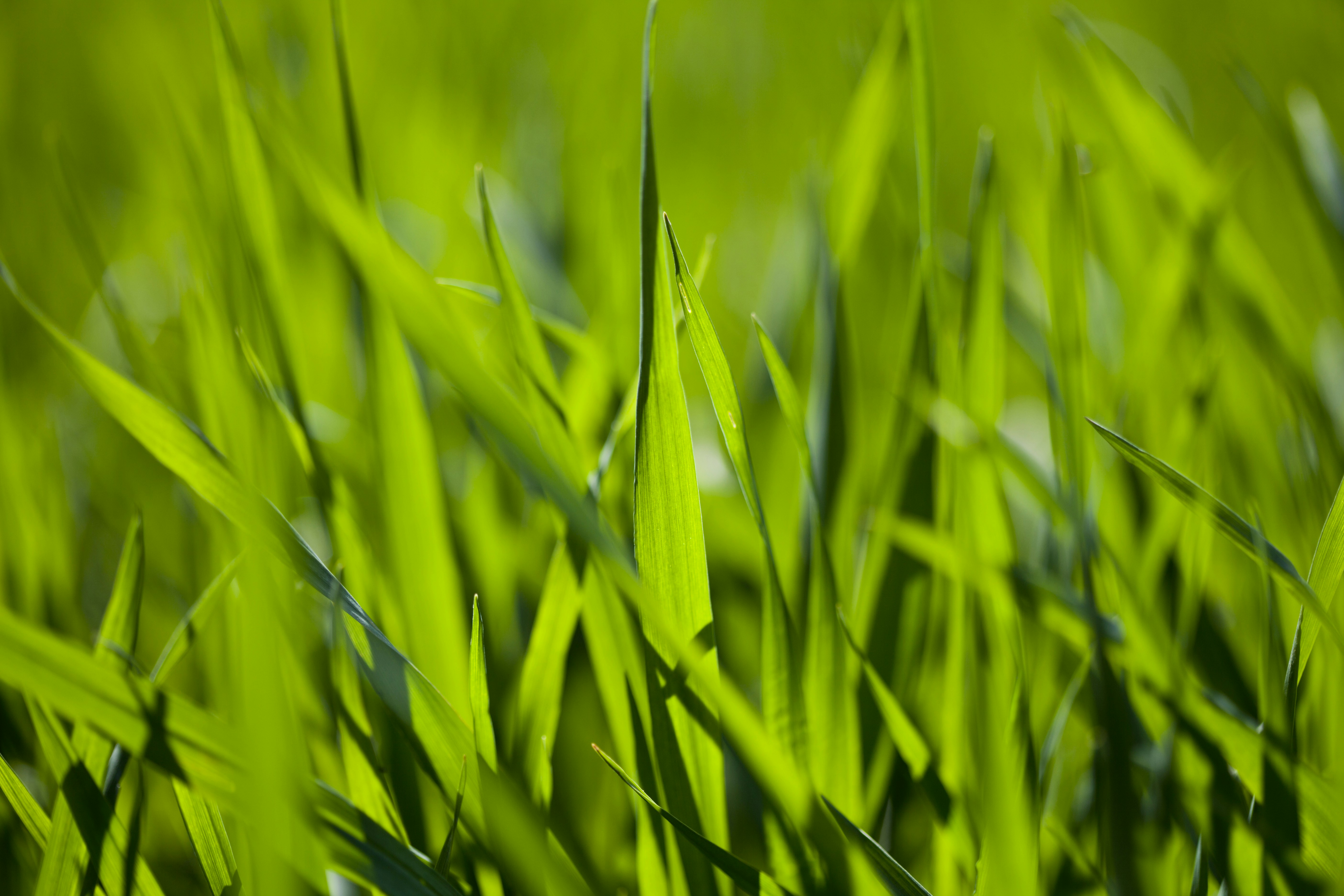 A close up of some green grass with a blurry background photo – Free ...