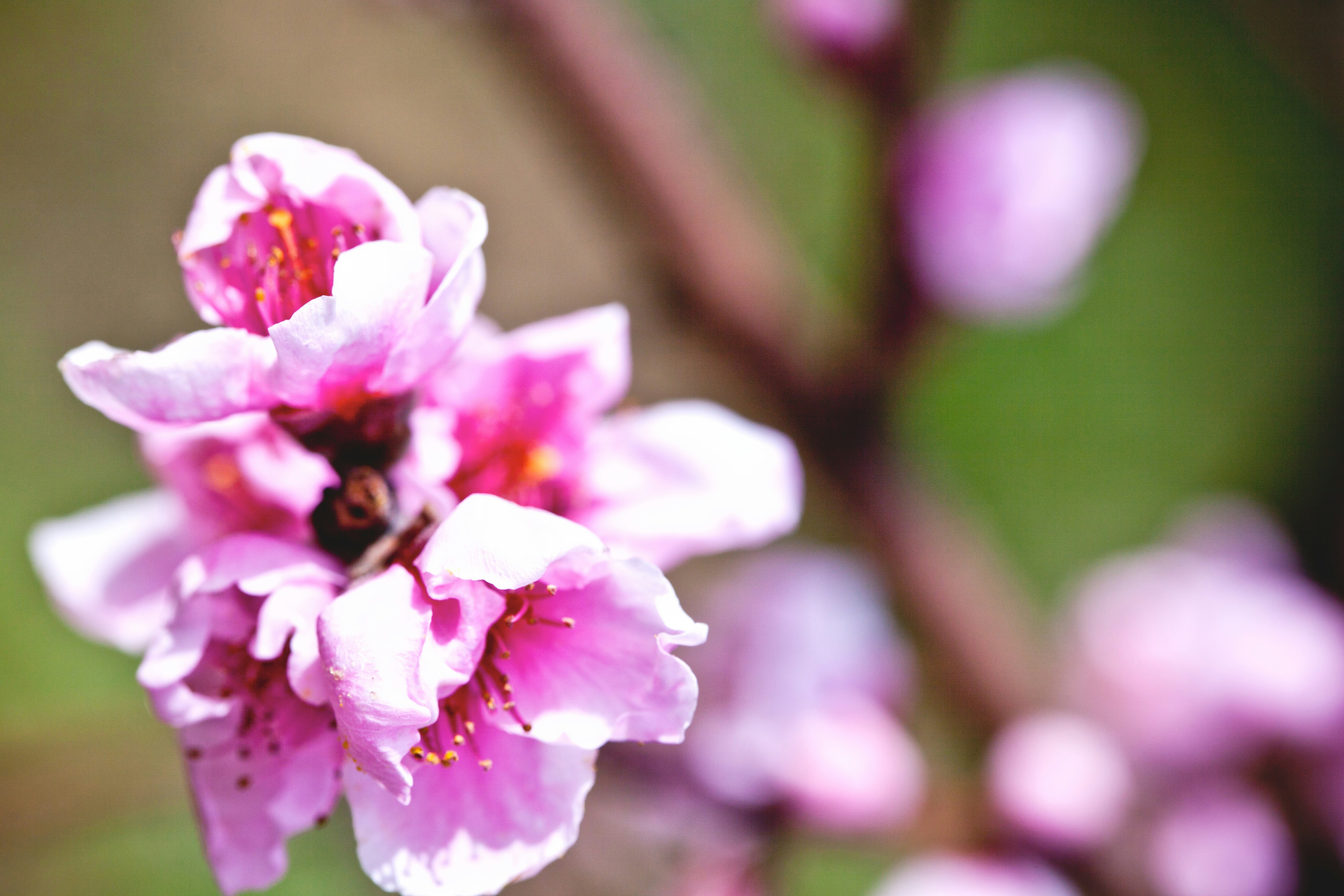 Petals in Focus: a Close-Up of Pink Spring Blossom