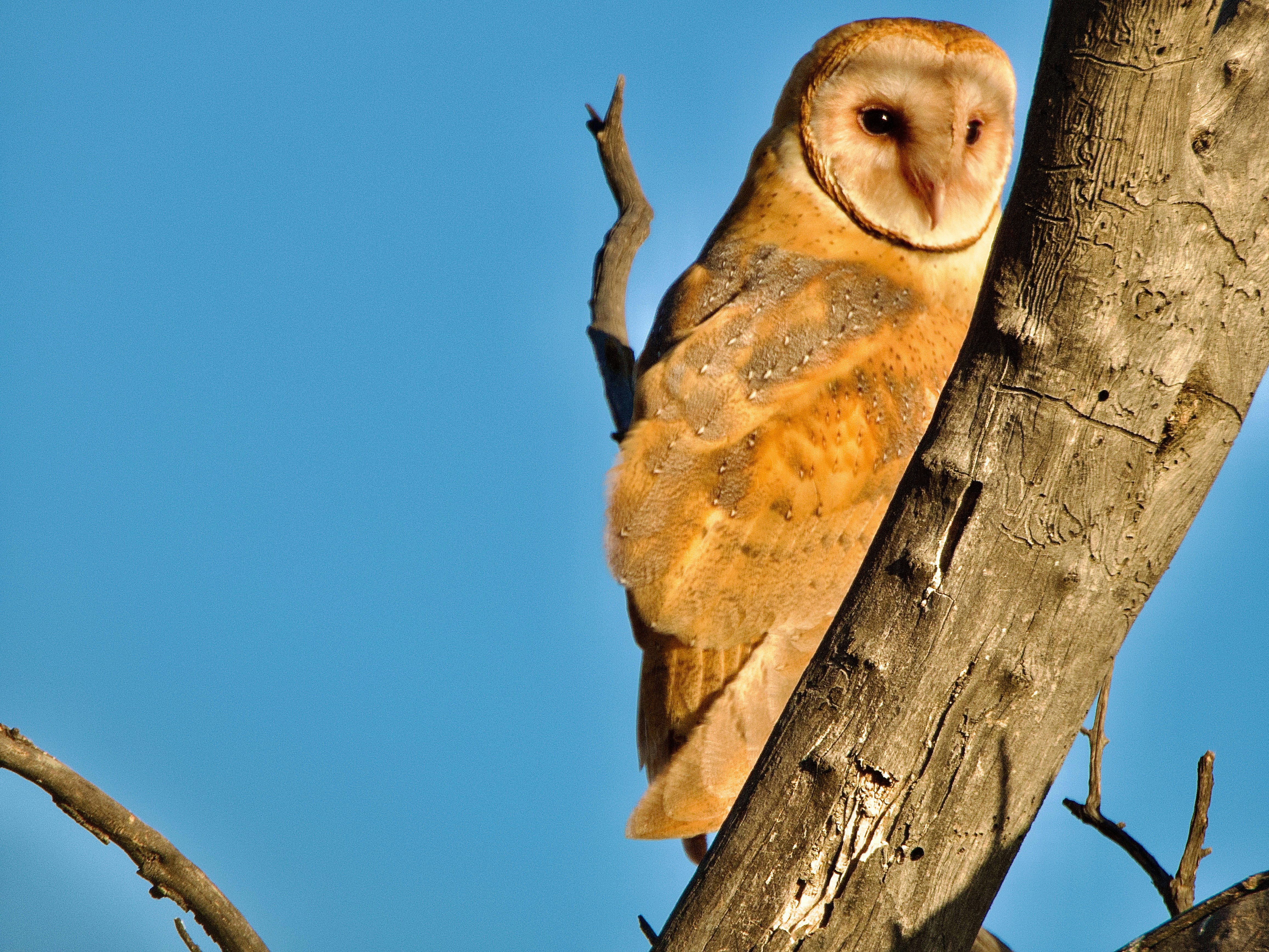Barn owl perched against a clear blue sky on a leafless tree branch.