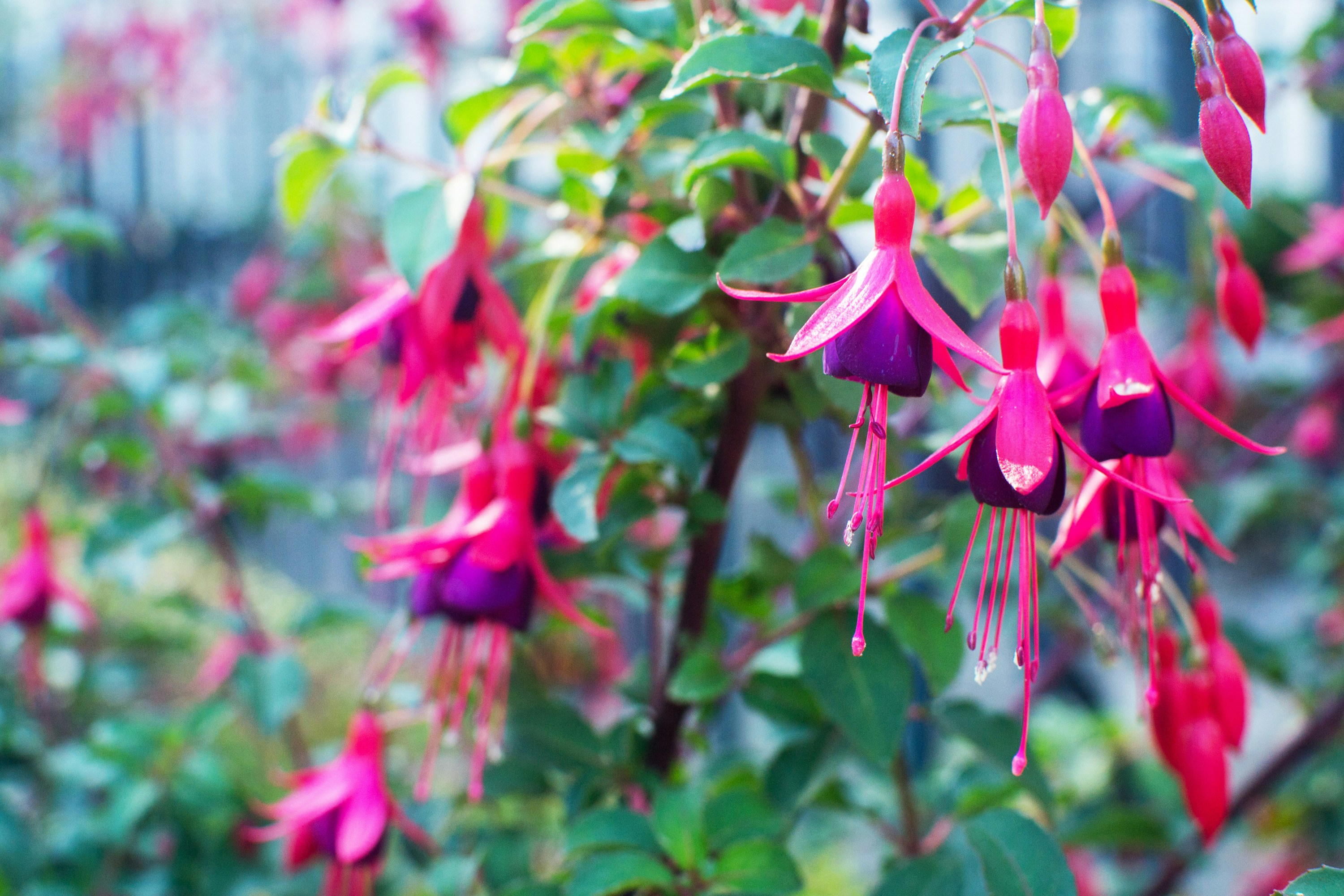 Photo by Danielle Closs with Nikon D3100