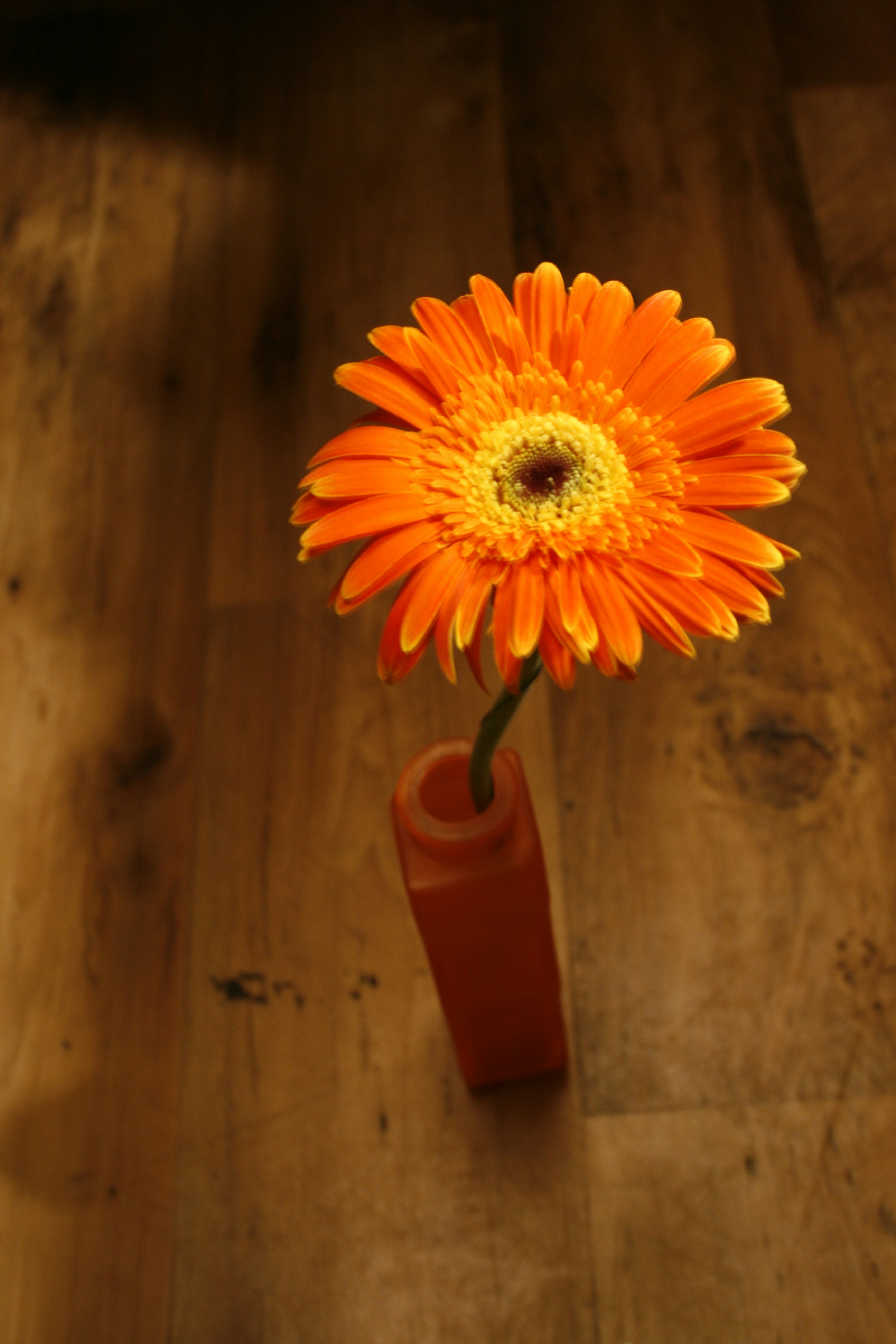 Centered Orange Gerbera on a Warm Wooden Floor: Quiet Studio Still-Life