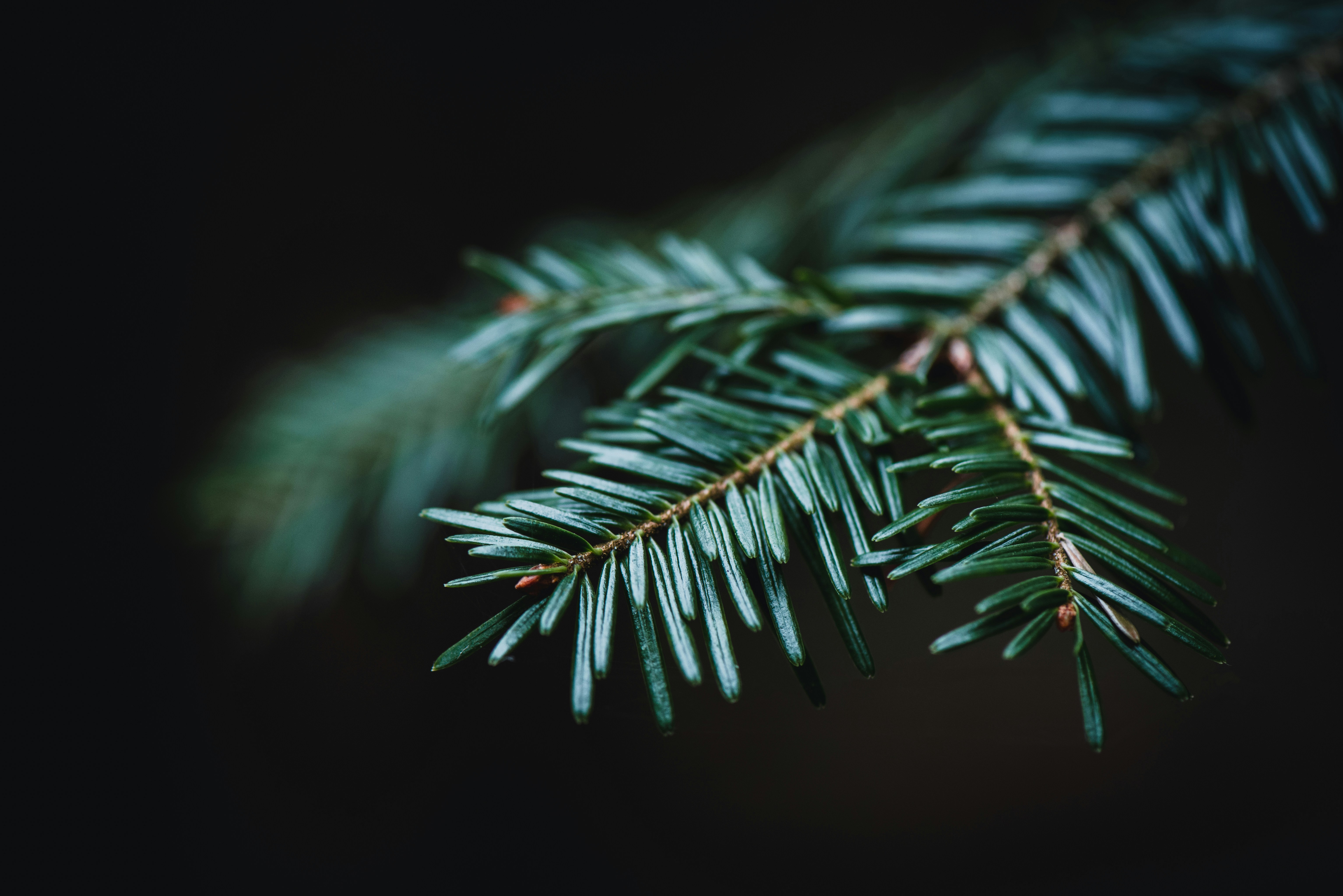 A close up of a pine tree branch photo – Free Bussigny Image on Unsplash