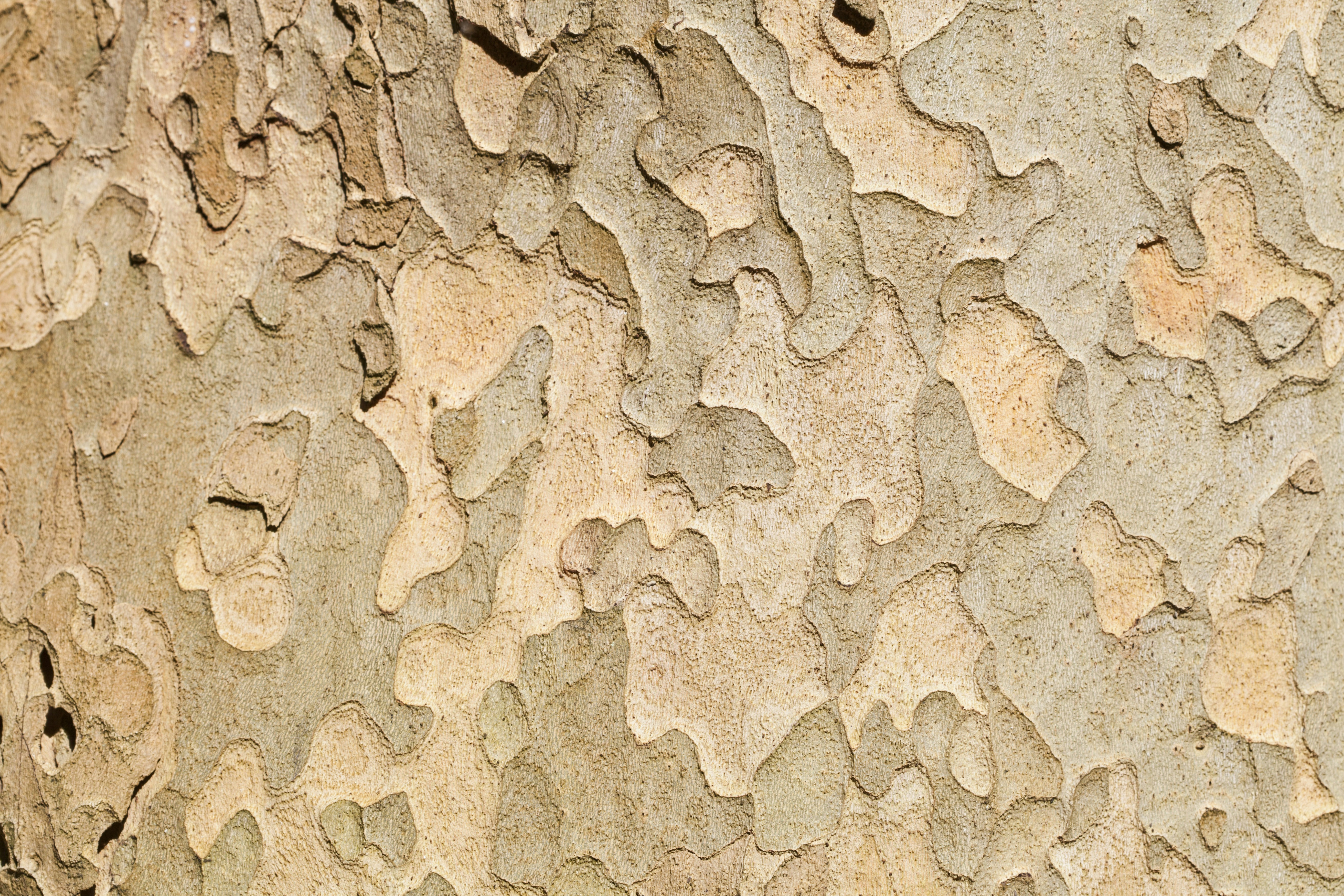 A close up of the bark of a tree photo – Free Human Image on Unsplash