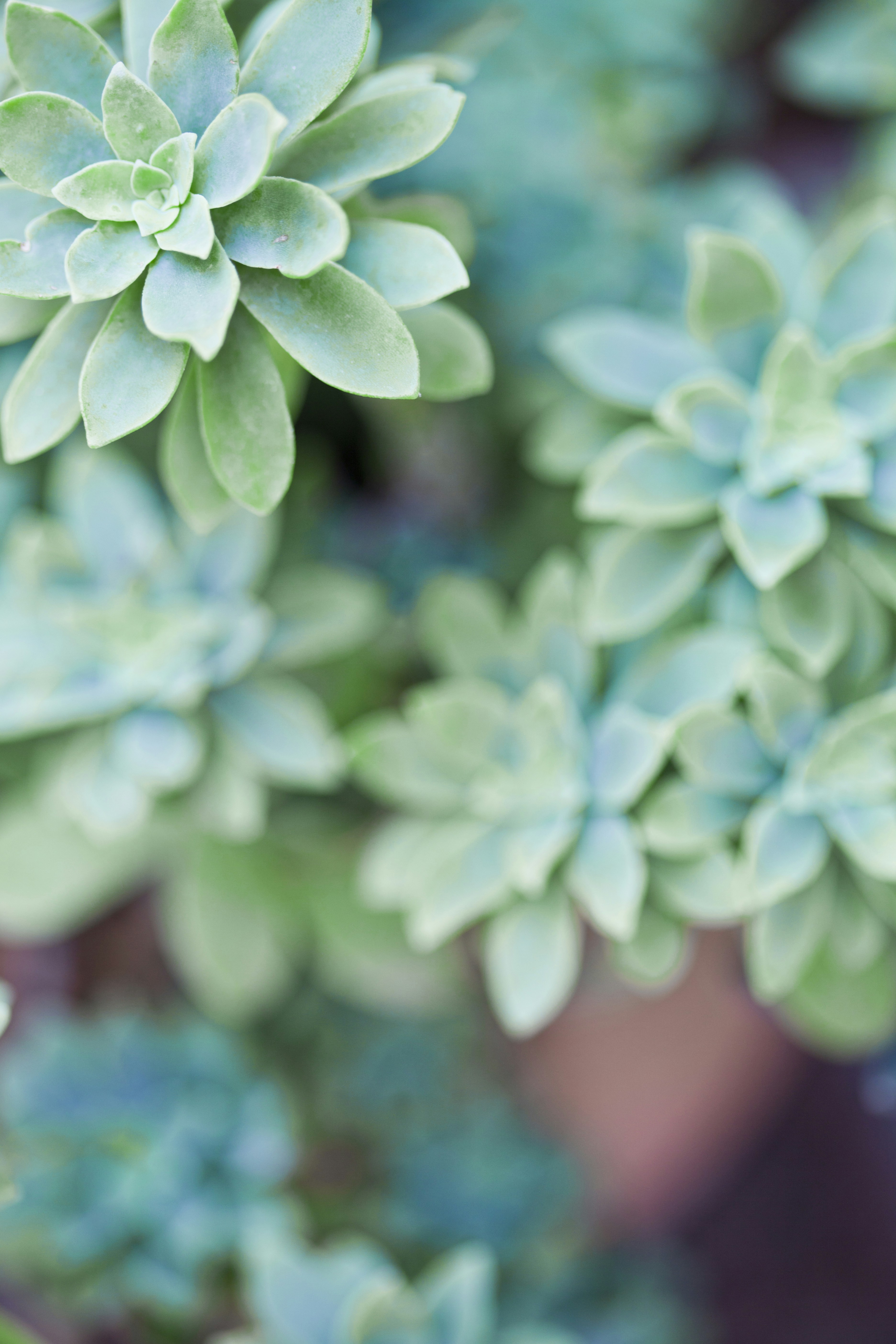 Mint Rosettes in Velvet Focus: Close-Up of Succulent Leaves