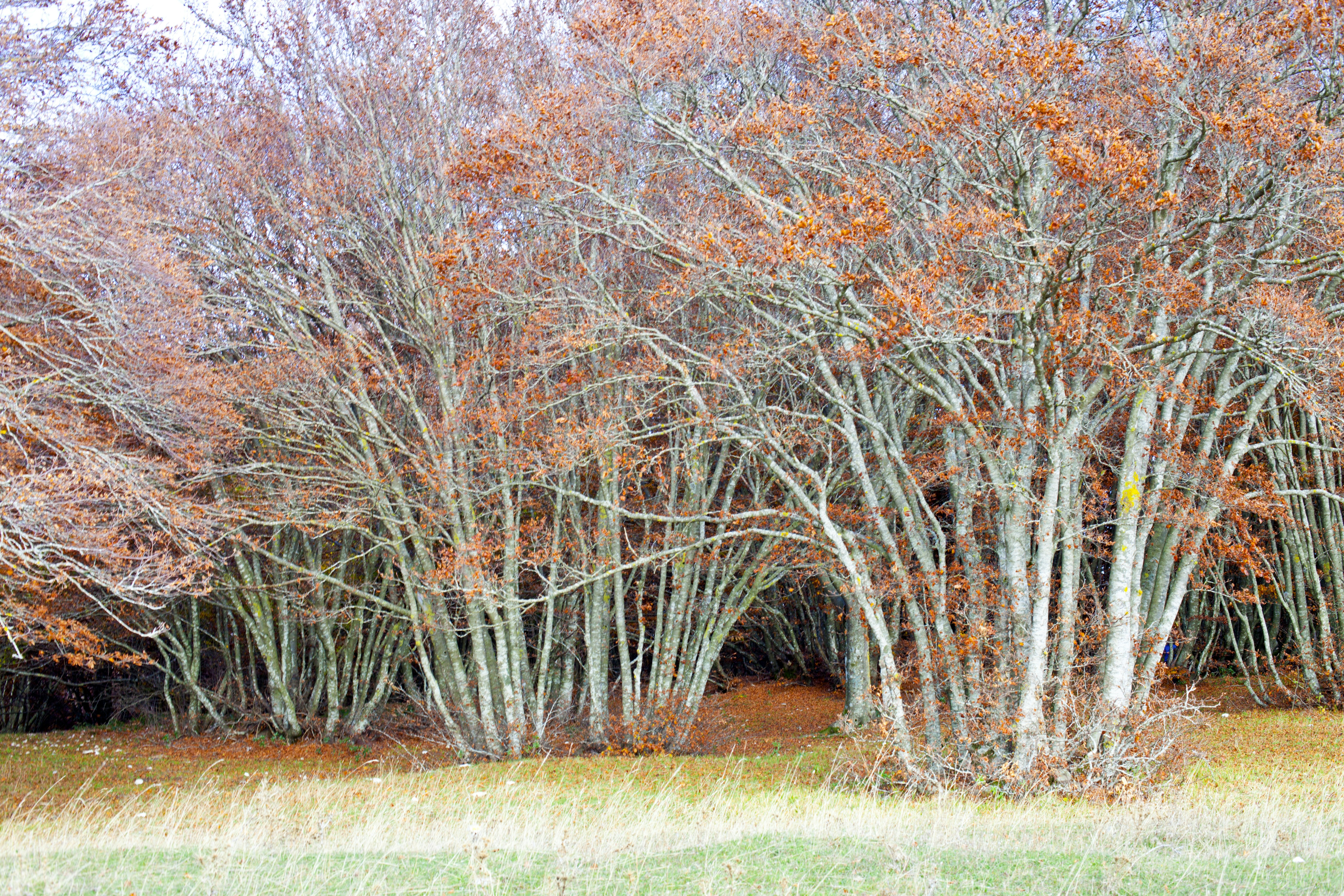 The Dark Gate Beneath a Rust-Red Canopy
