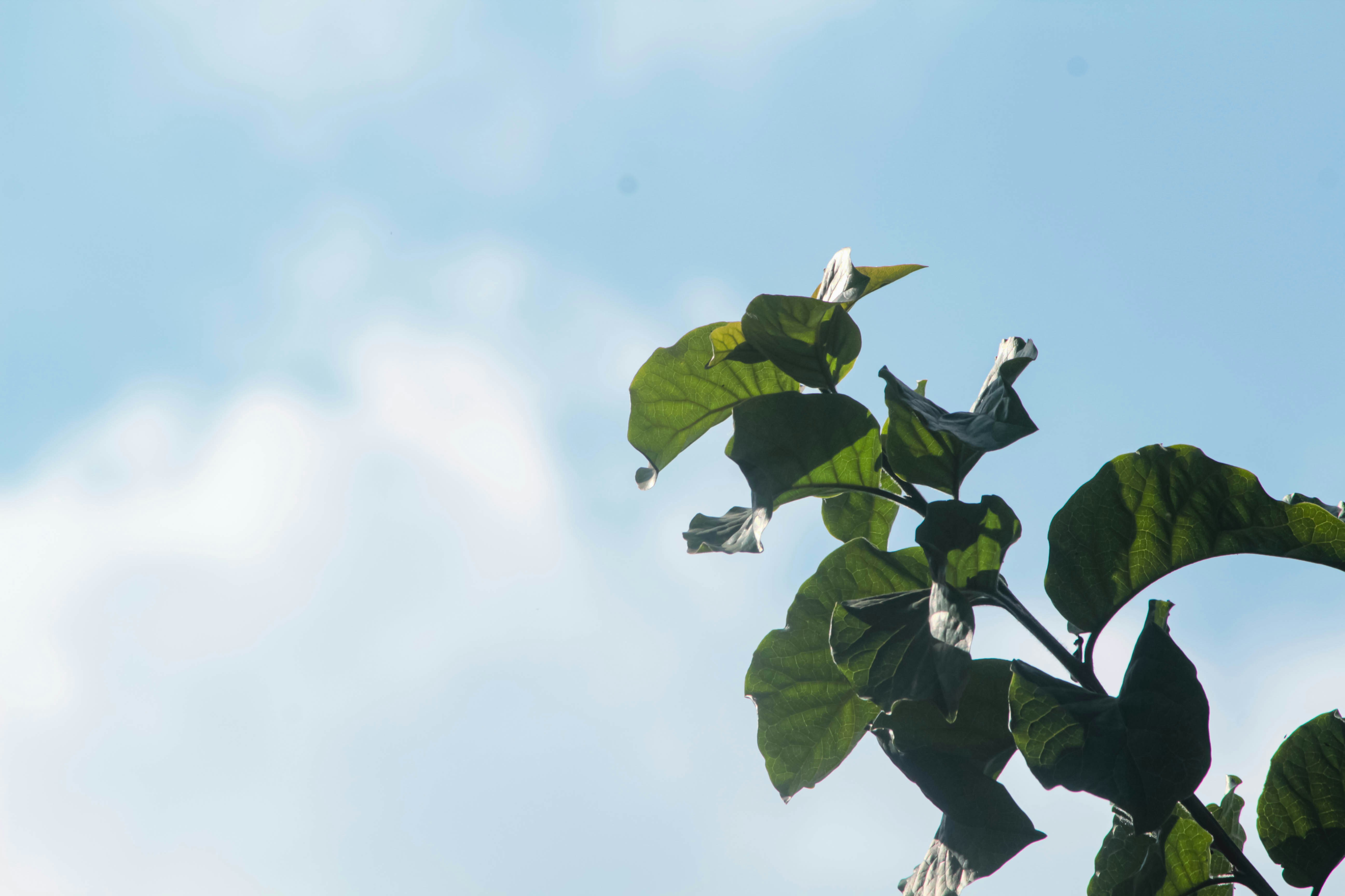Green leaves illuminated by sunlight against a pale blue sky.