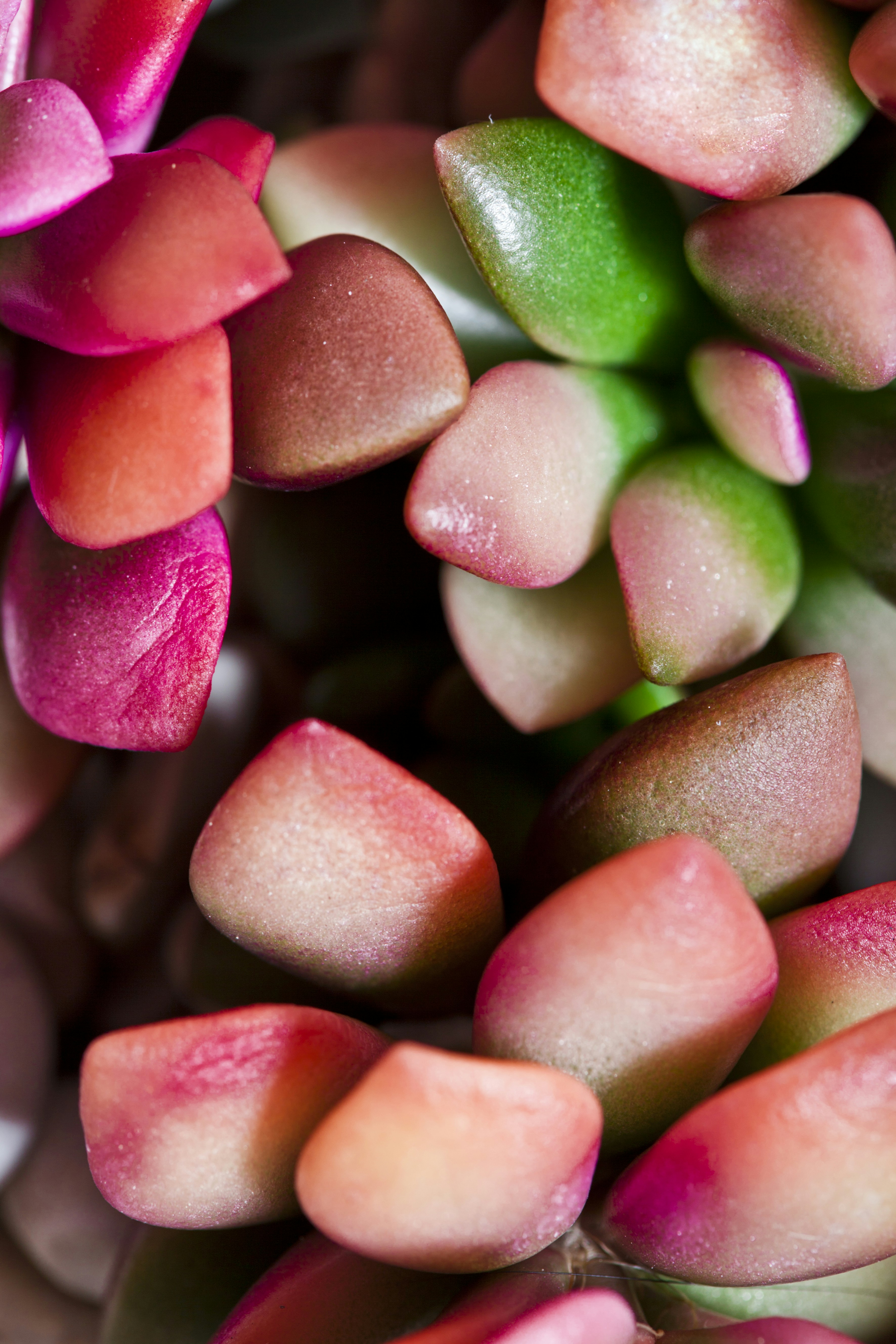 Candy-Coated Succulent Mosaic: Close-Up of Pink, Red, and Green Leaves