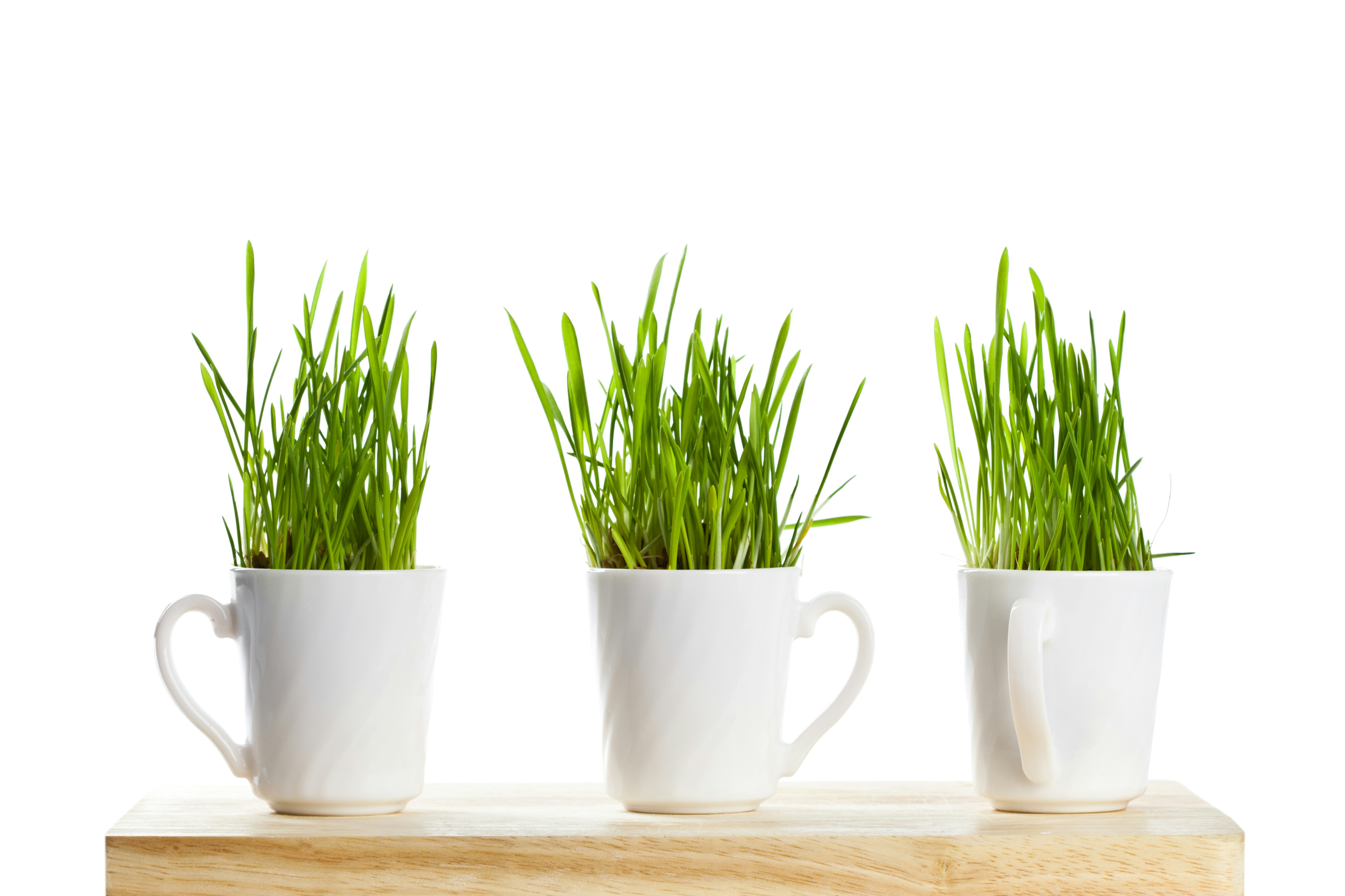 Trio of Grass-Capped Mugs on a Sunlit Wooden Stage