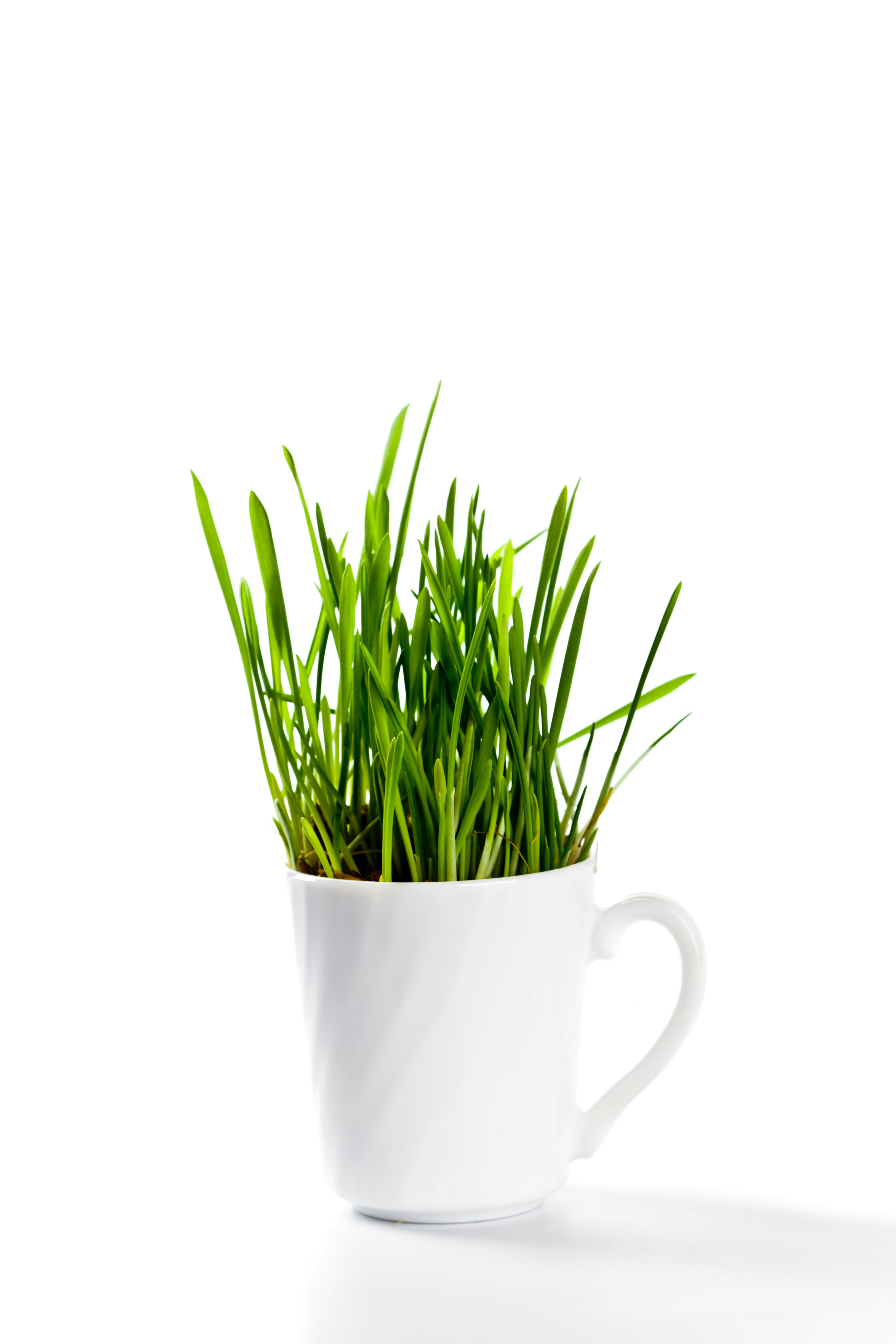 Emerald Sprouts in a White Mug: A Minimal Plant Portrait