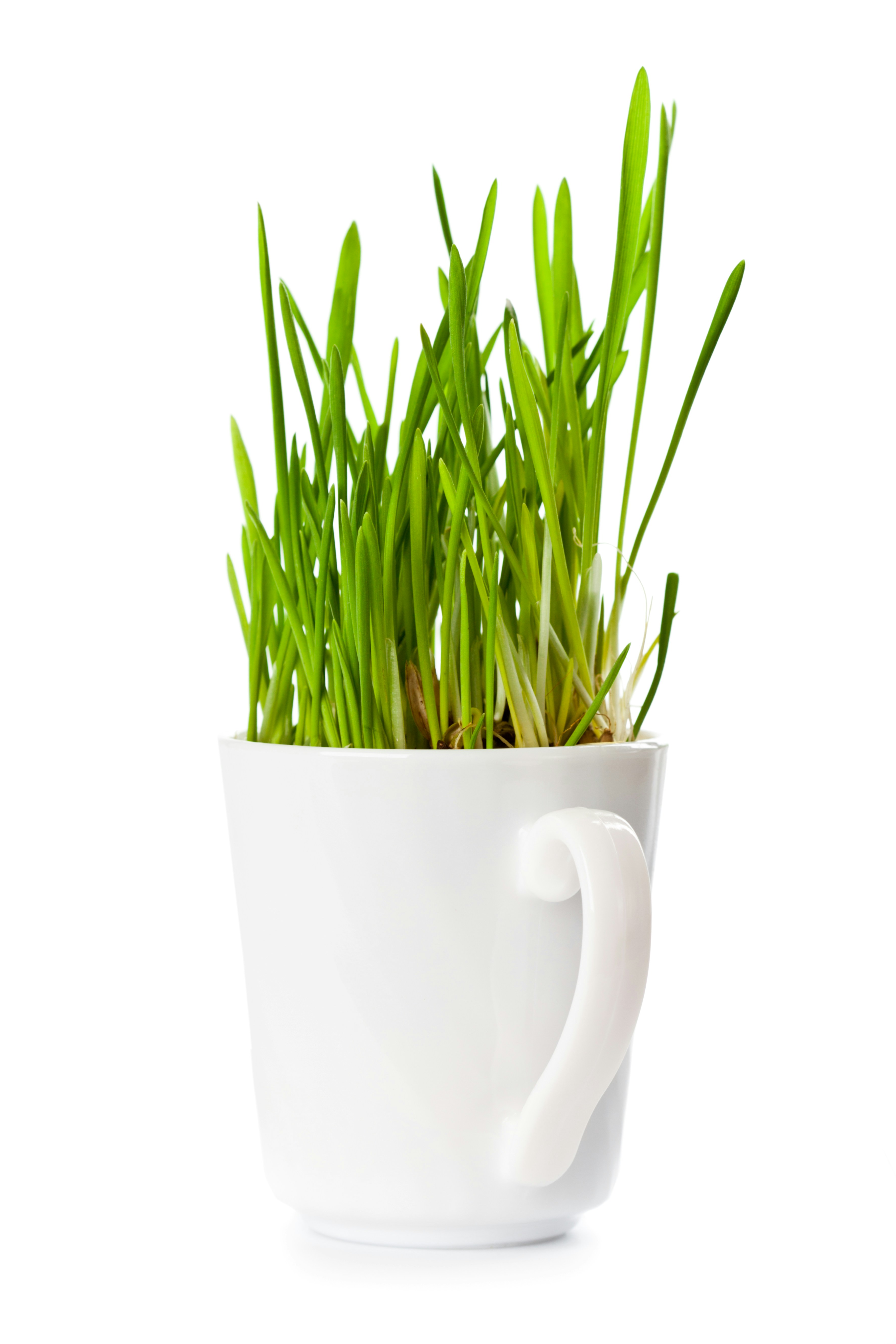 Emerald Sprout in a White Cup