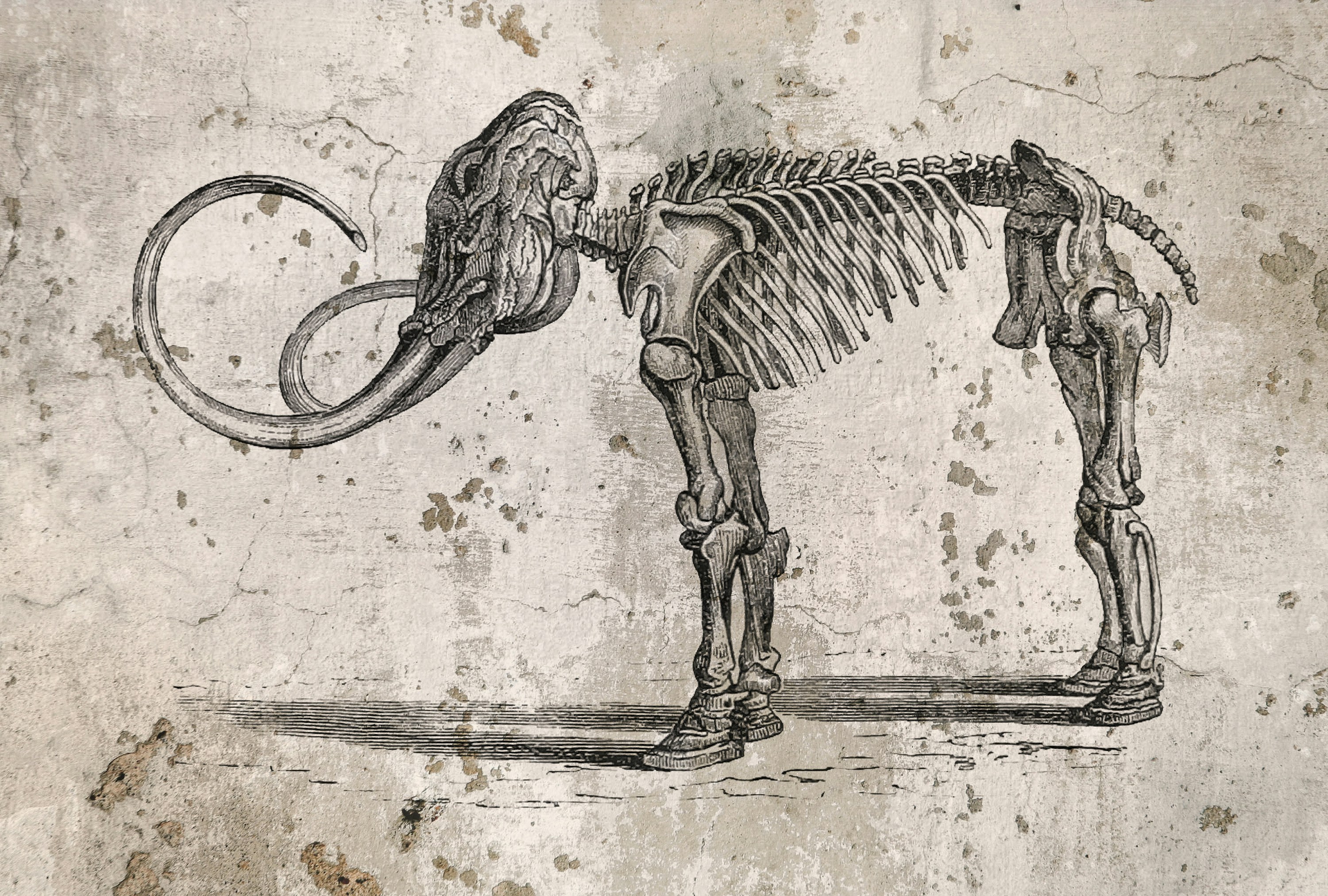 Game 42 Hub: Ottawa Senators @ Utah Mammoth