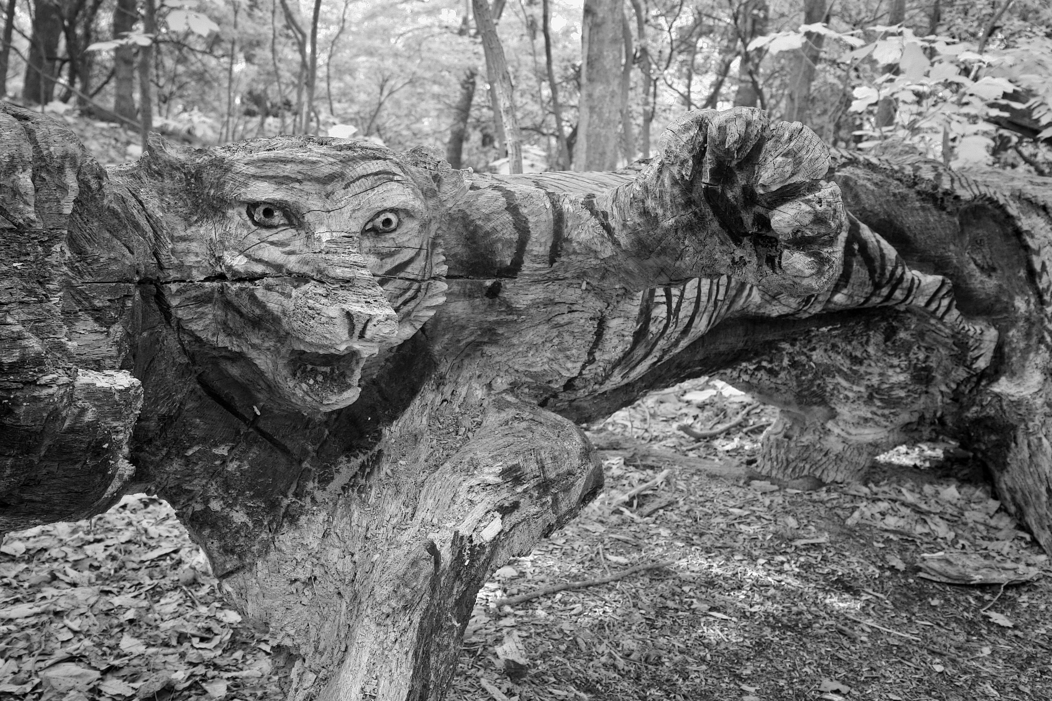 Tiger in the Wood" --- A tiger carved into a fallen tree trunk in the woods.