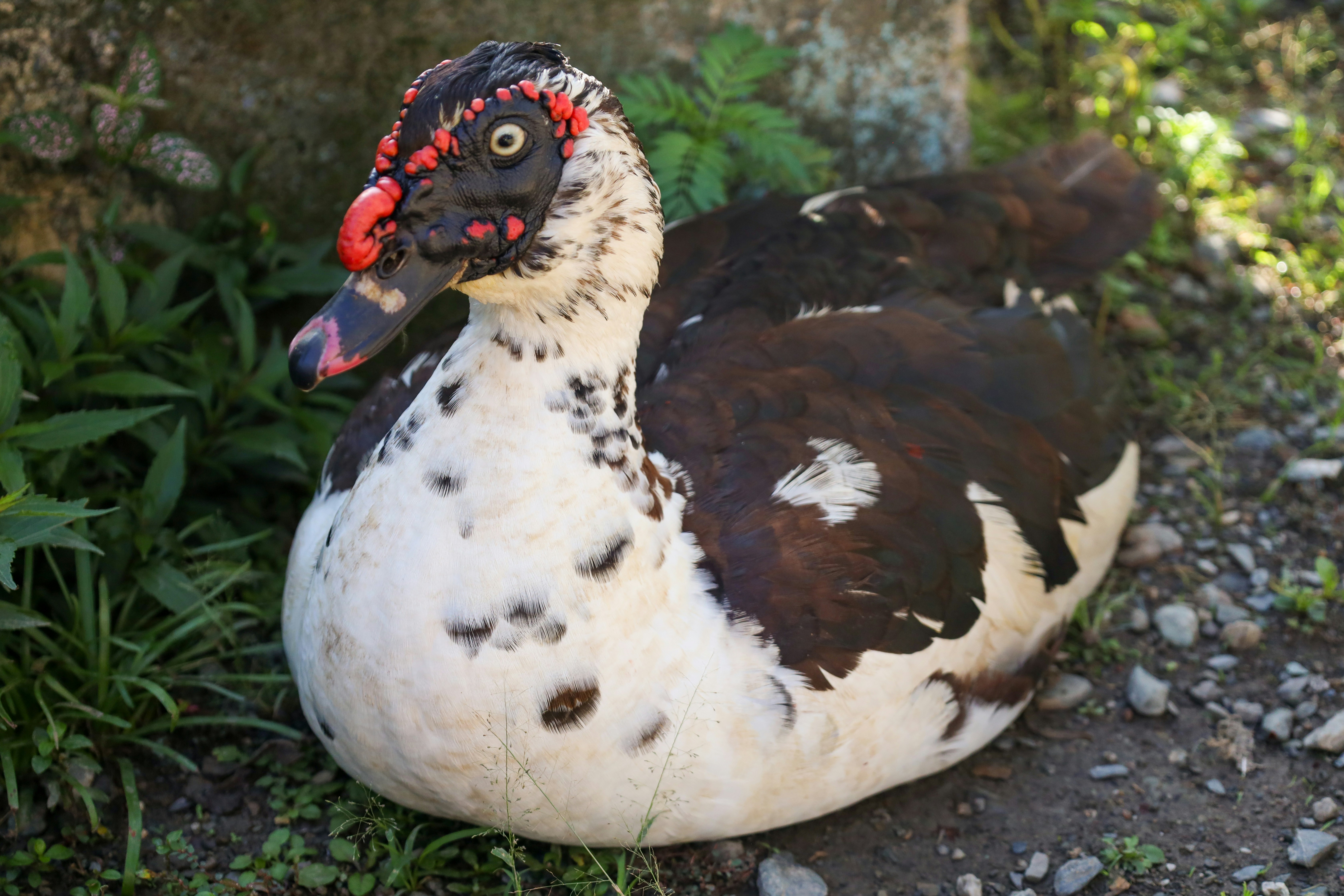 A close up of a duck laying on the ground photo – Free Animal Image on ...