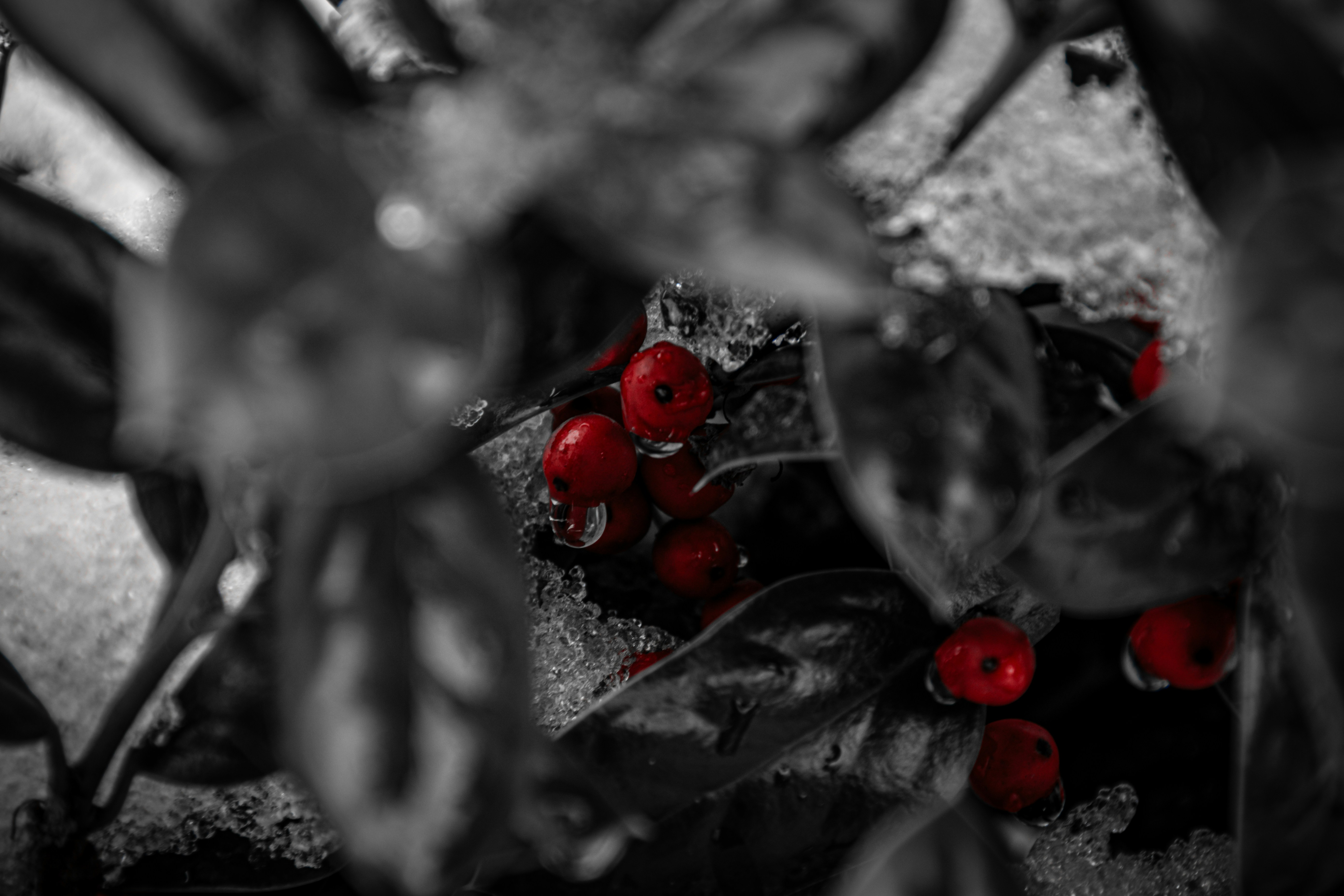 Crimson Orbs in Frosted Foliage