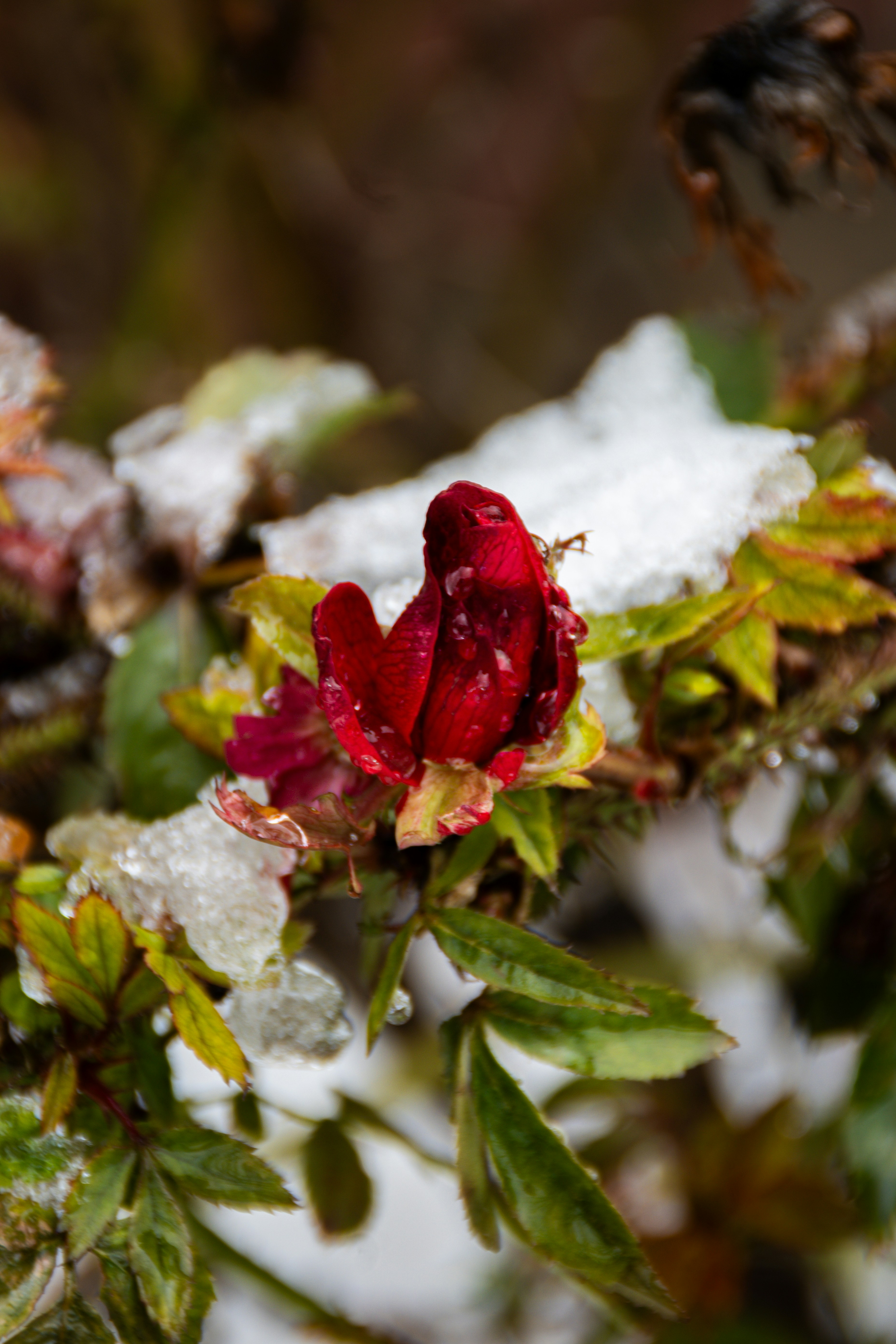Ruby Rosebud Amid Snow: A Winter Macro Moment