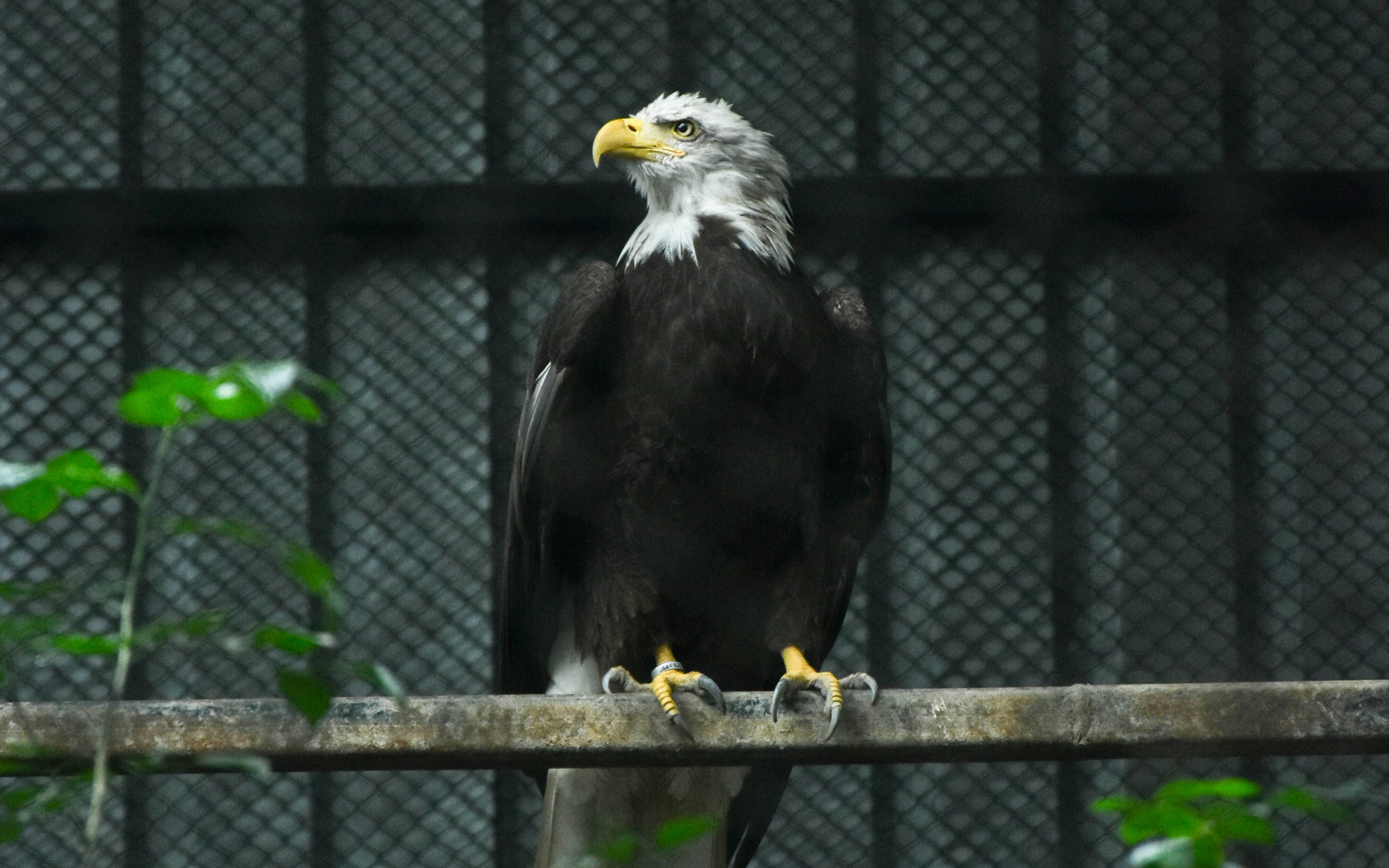 Crowned in Steel and Sky: Bald Eagle on a Weathered Perch