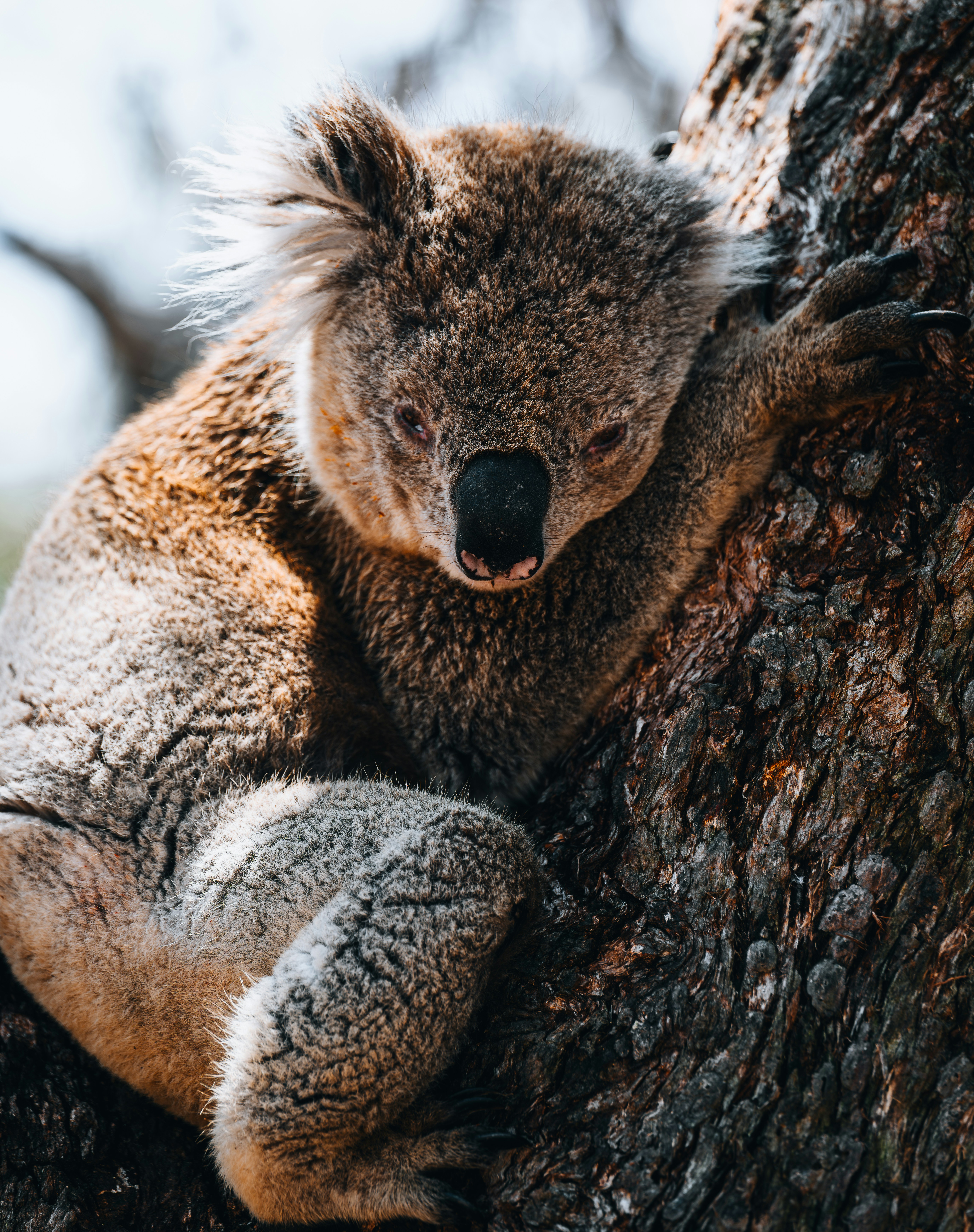 A koala sitting in a tree with its mouth open photo – Free Raymond ...