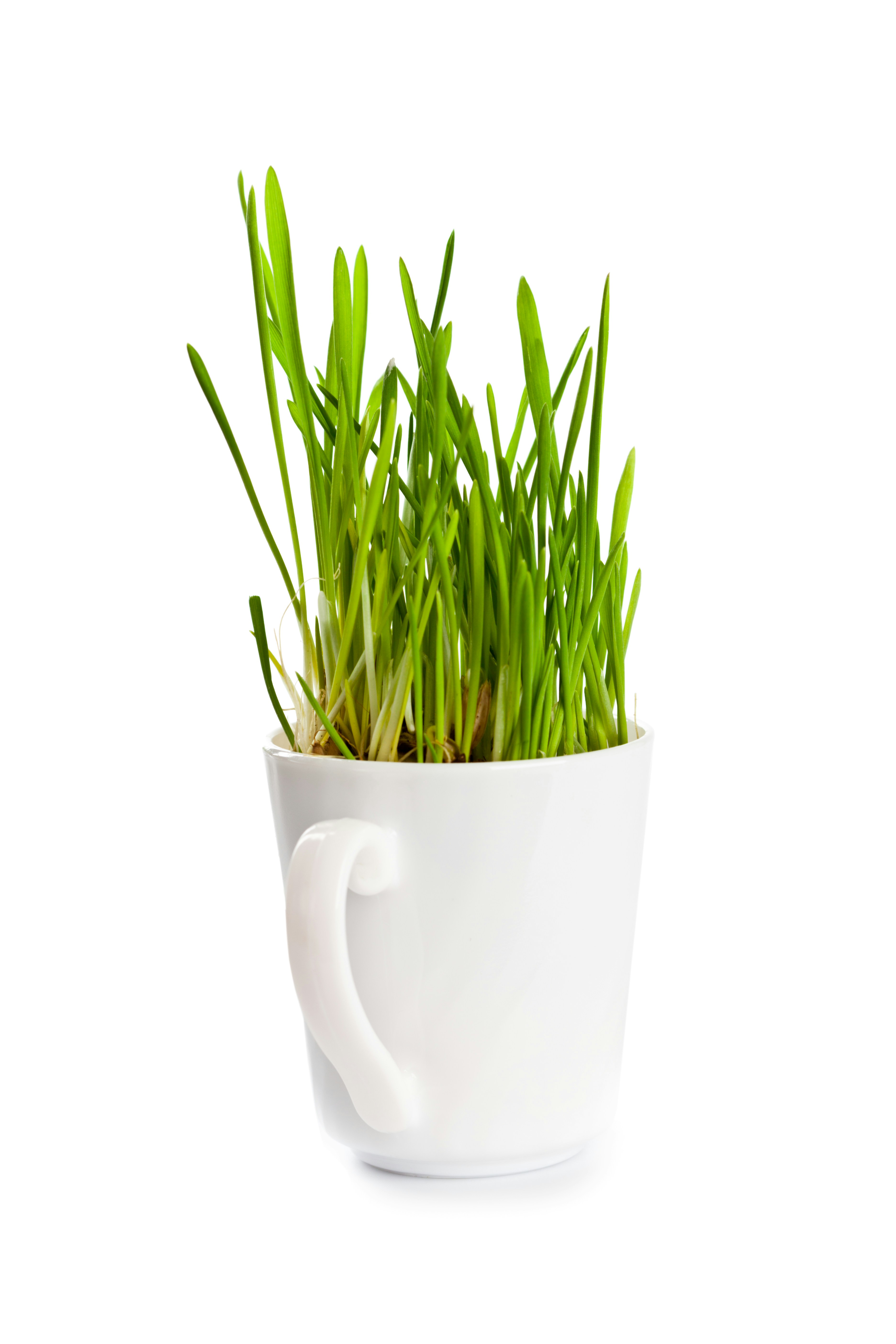 Verdant Sprouts in a Porcelain Mug on a Pure White Stage