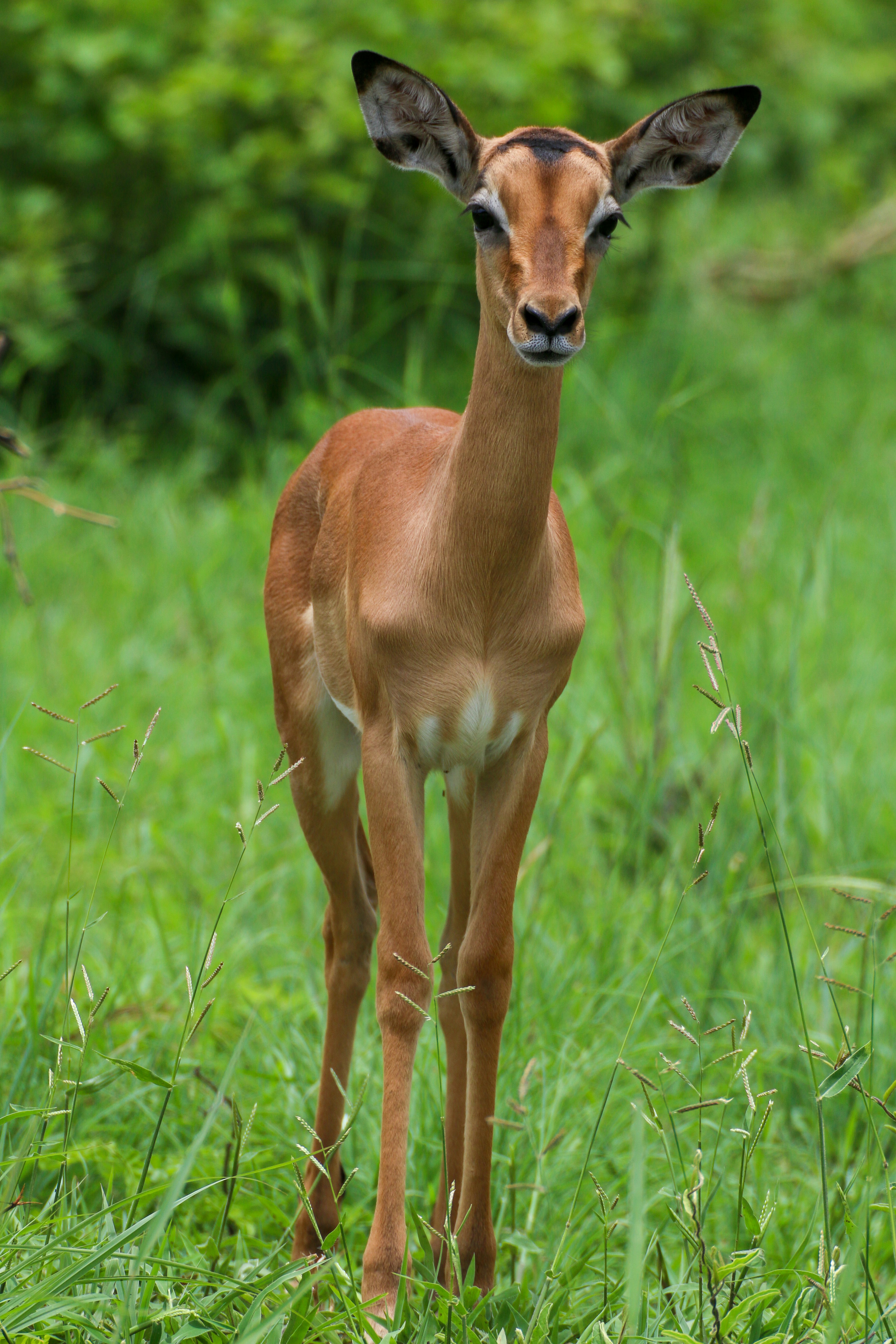 Emerald Field Stare: An Impala Pauses in the Grass
