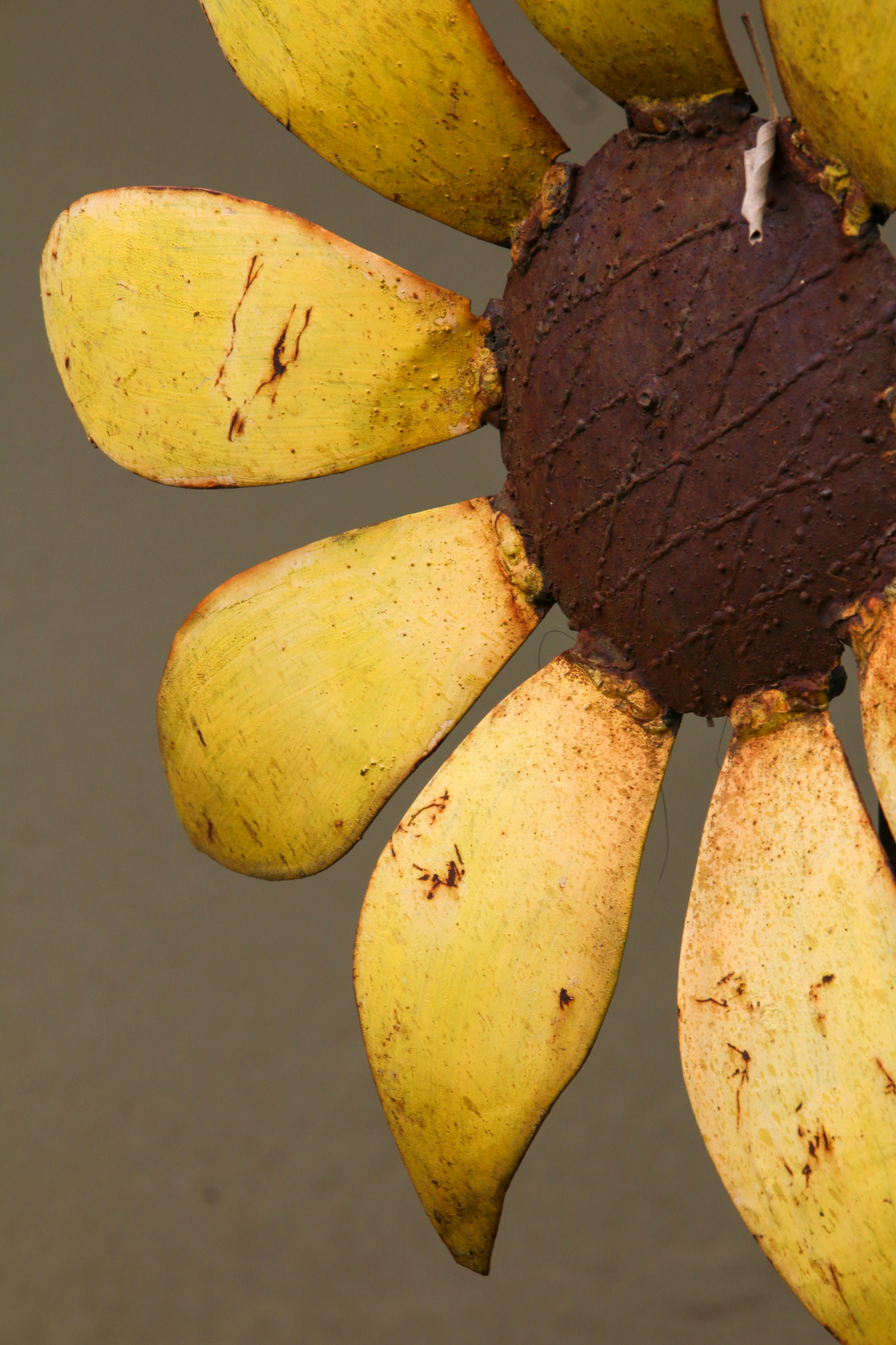 Close-Up of a Weathered Sunflower Core Framed by Faded Golden Petals