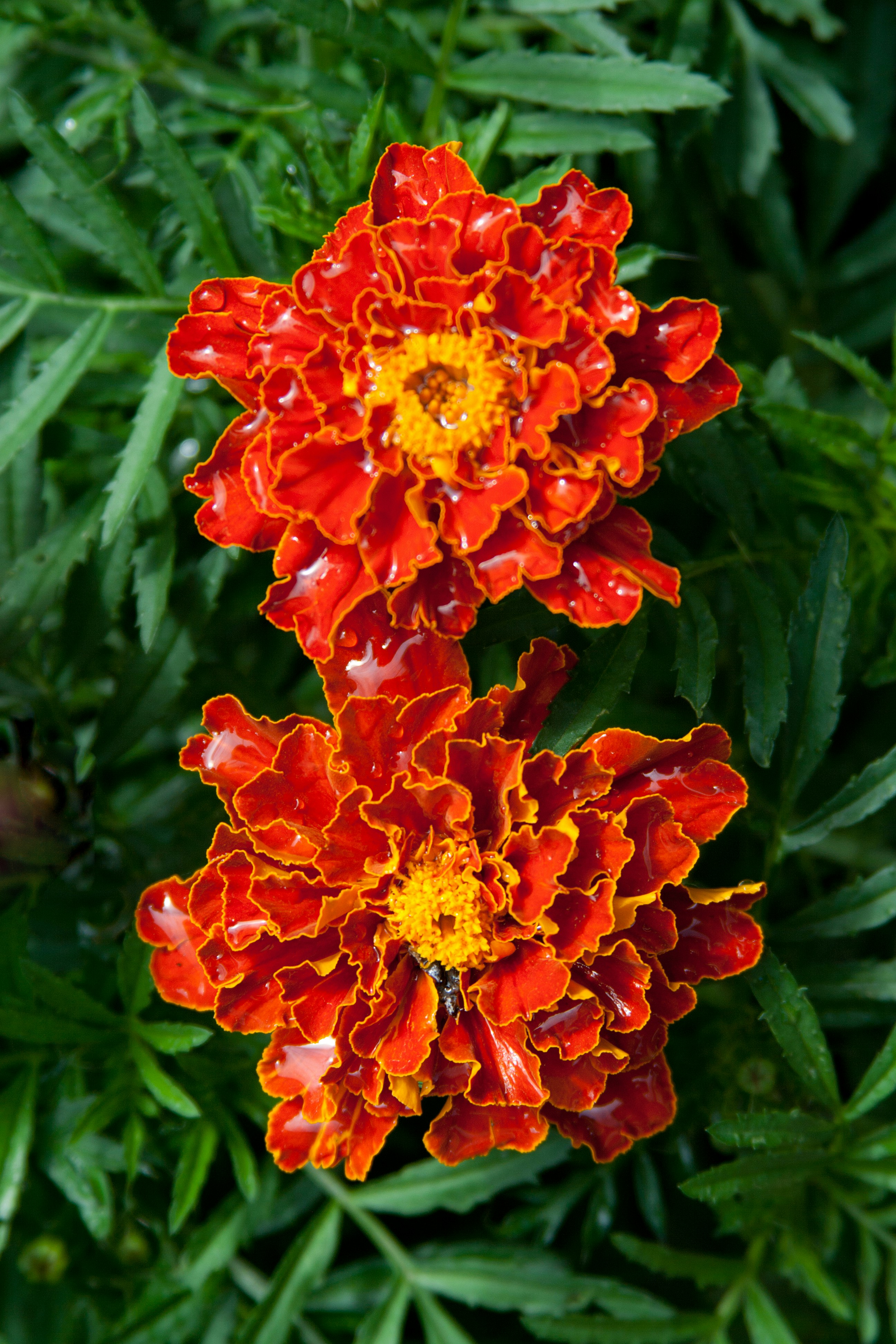 Edge of Flame: Frilled Marigolds Framing a Verdant Backdrop