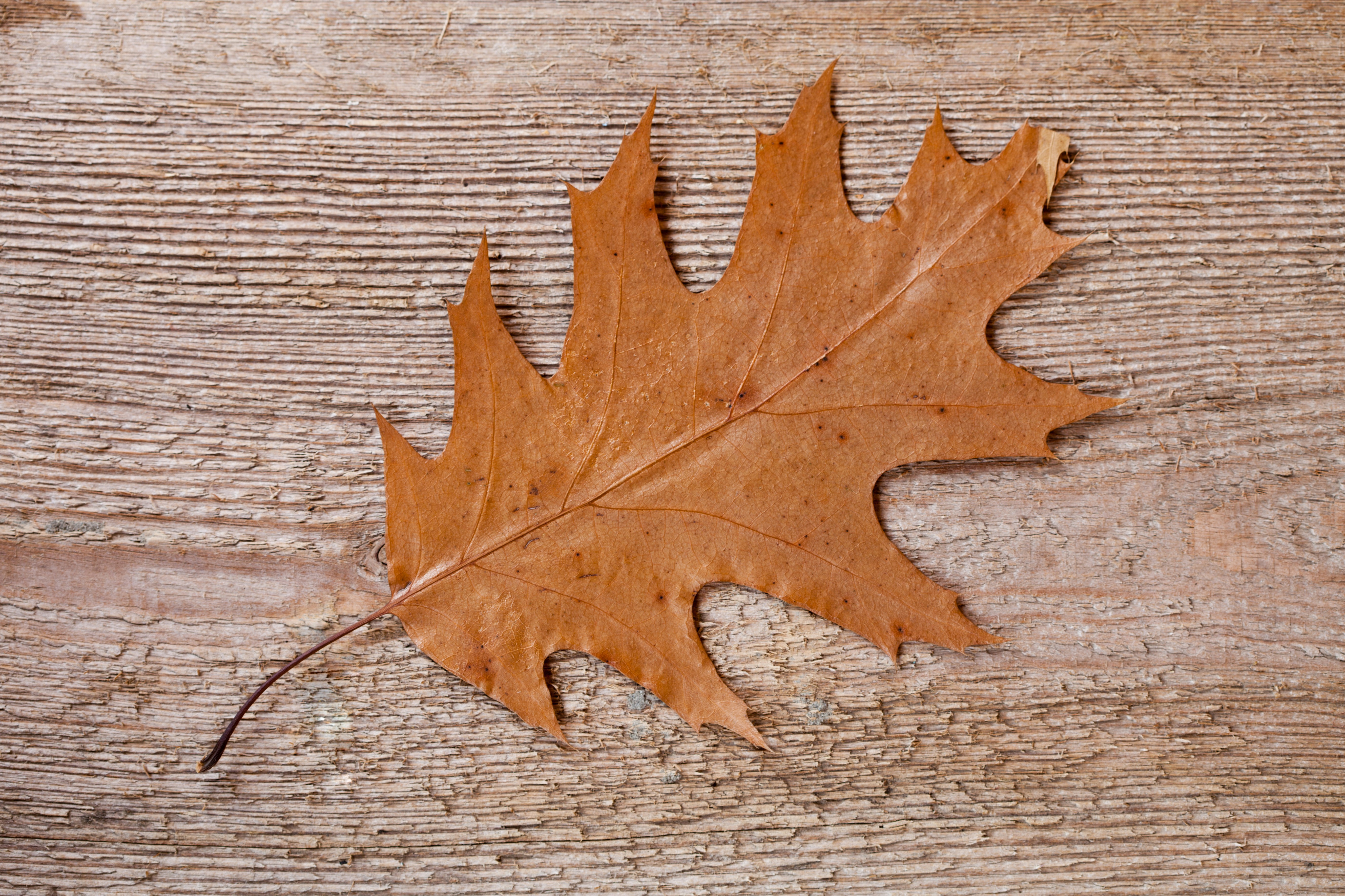 Amber Oak Leaf Resting on Weathered Planks