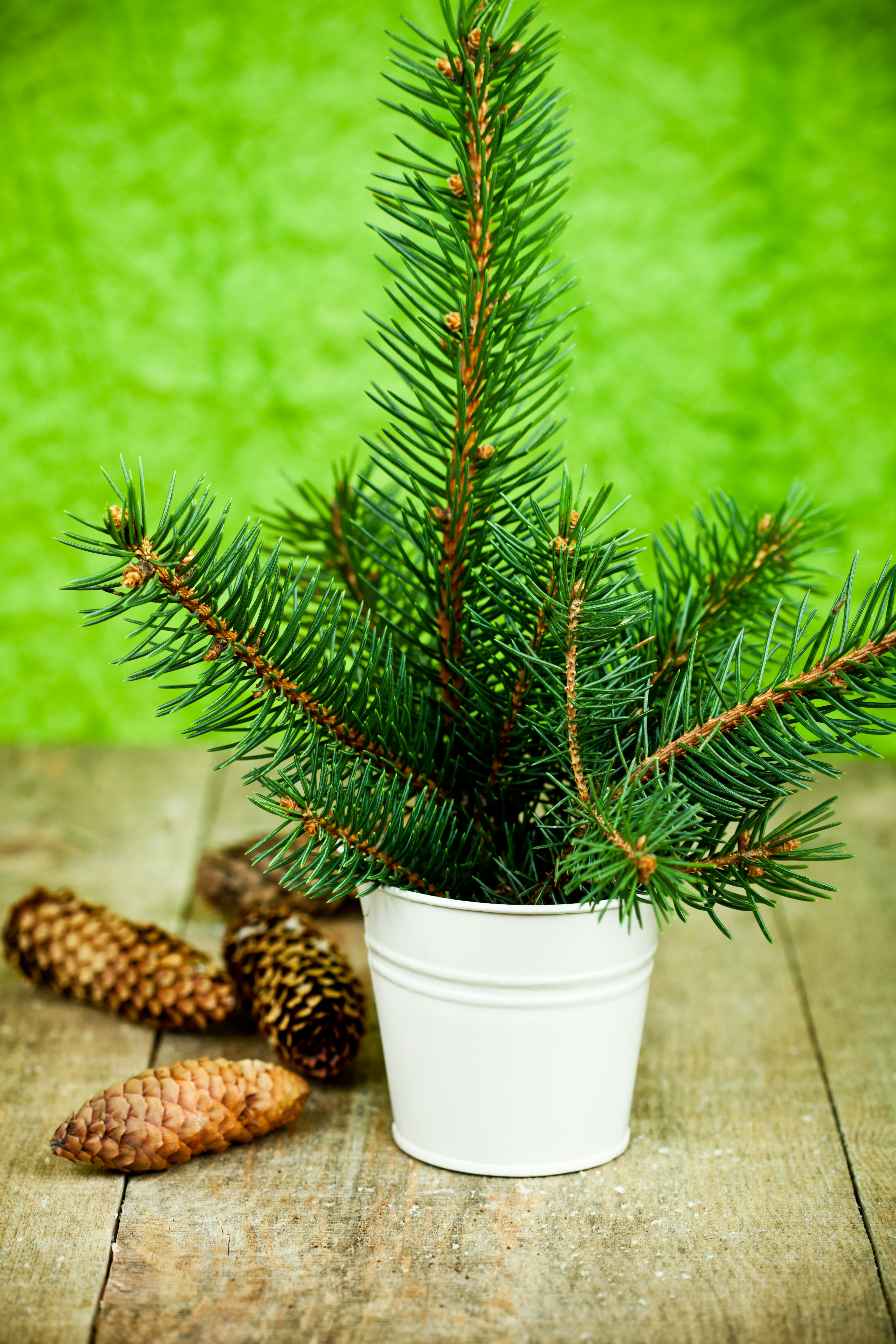 Verdant Spike in a White Pot: Pine Sprigs on a Weathered Table