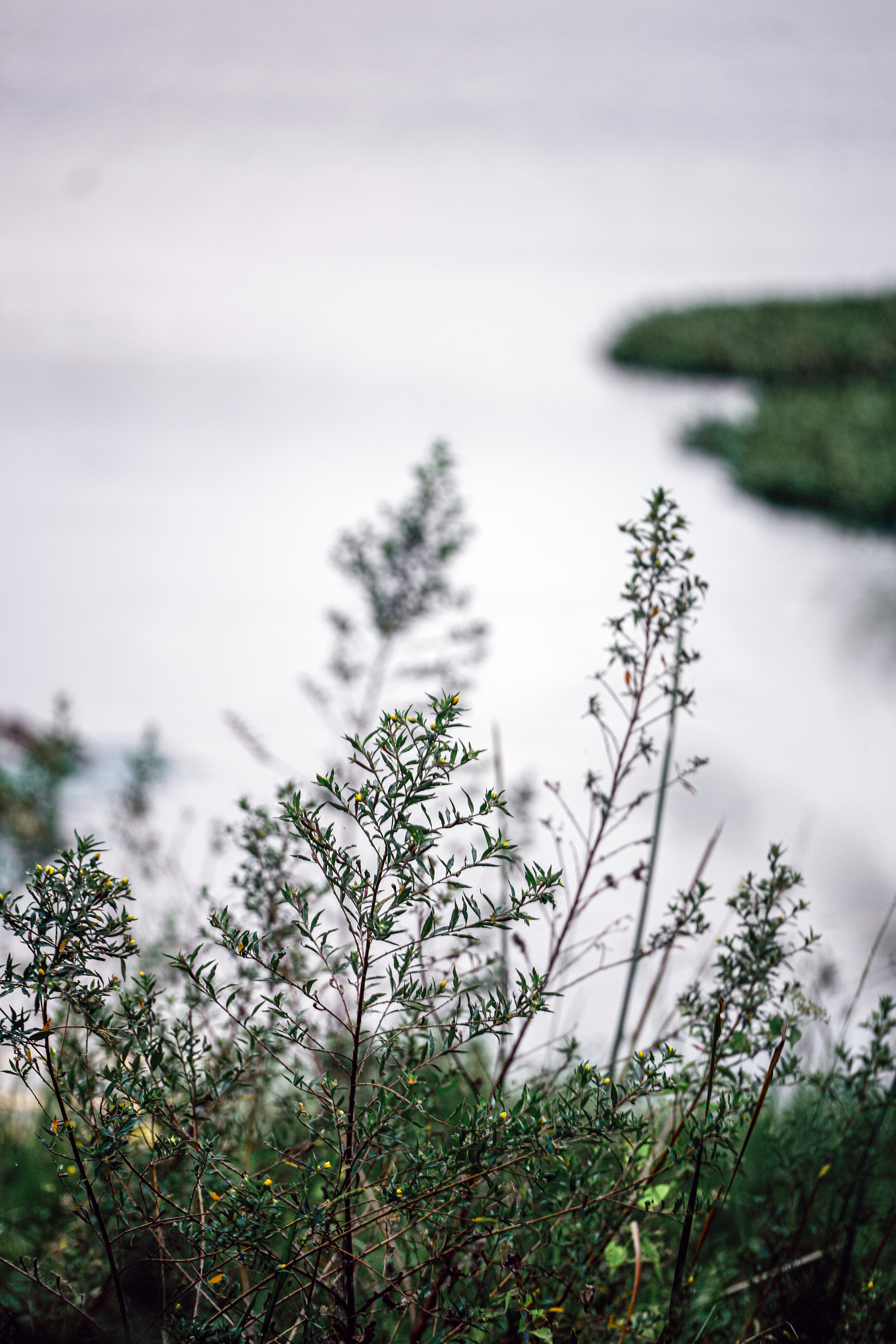 A small bush with some water in the background photo – Free Nagercoil ...