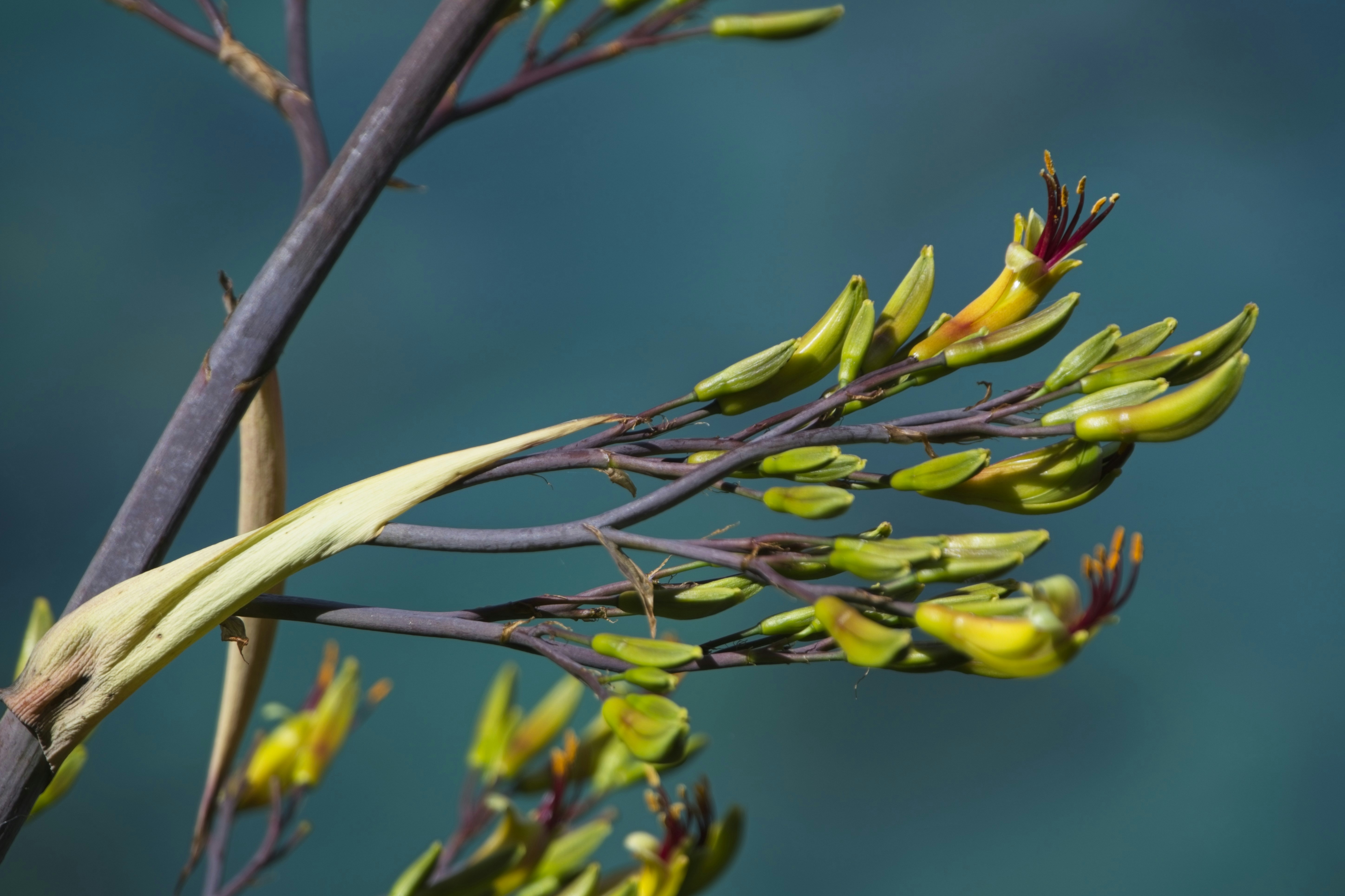 A close up of a tree branch with flowers