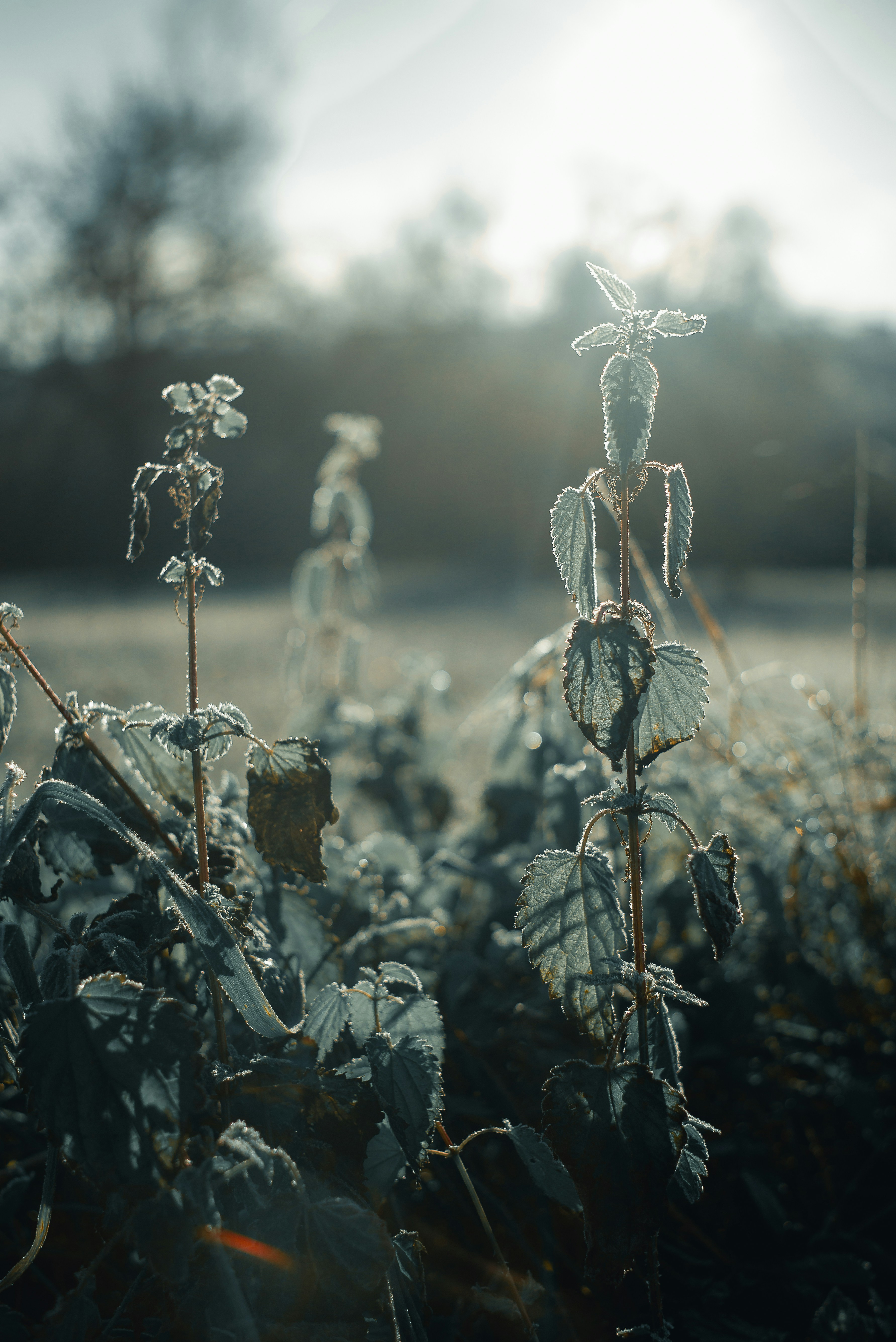 Hoarfrost Dawn on Quiet Brambles