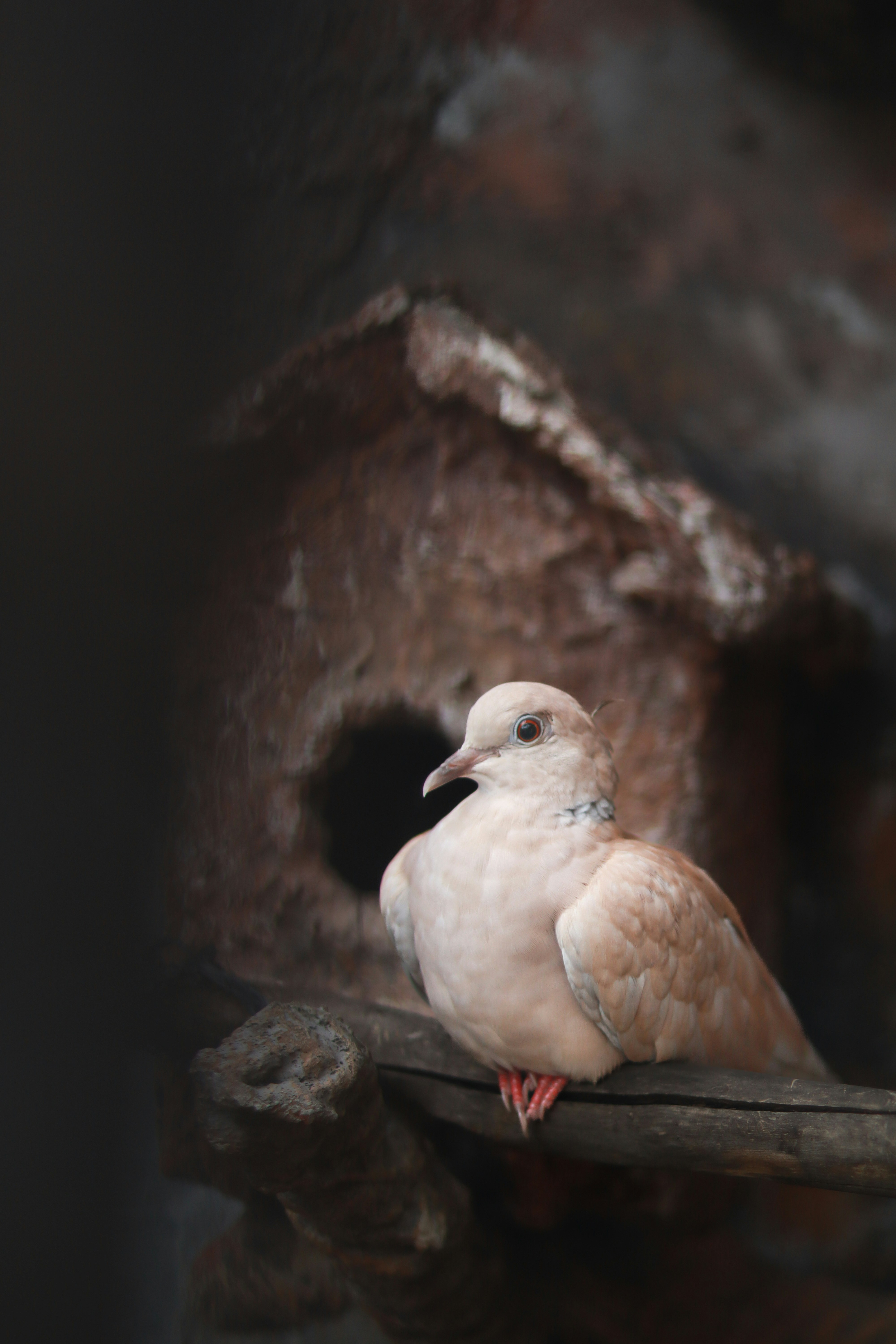 Pale Dove on a Weathered Beam in a Rusty Brick Niche