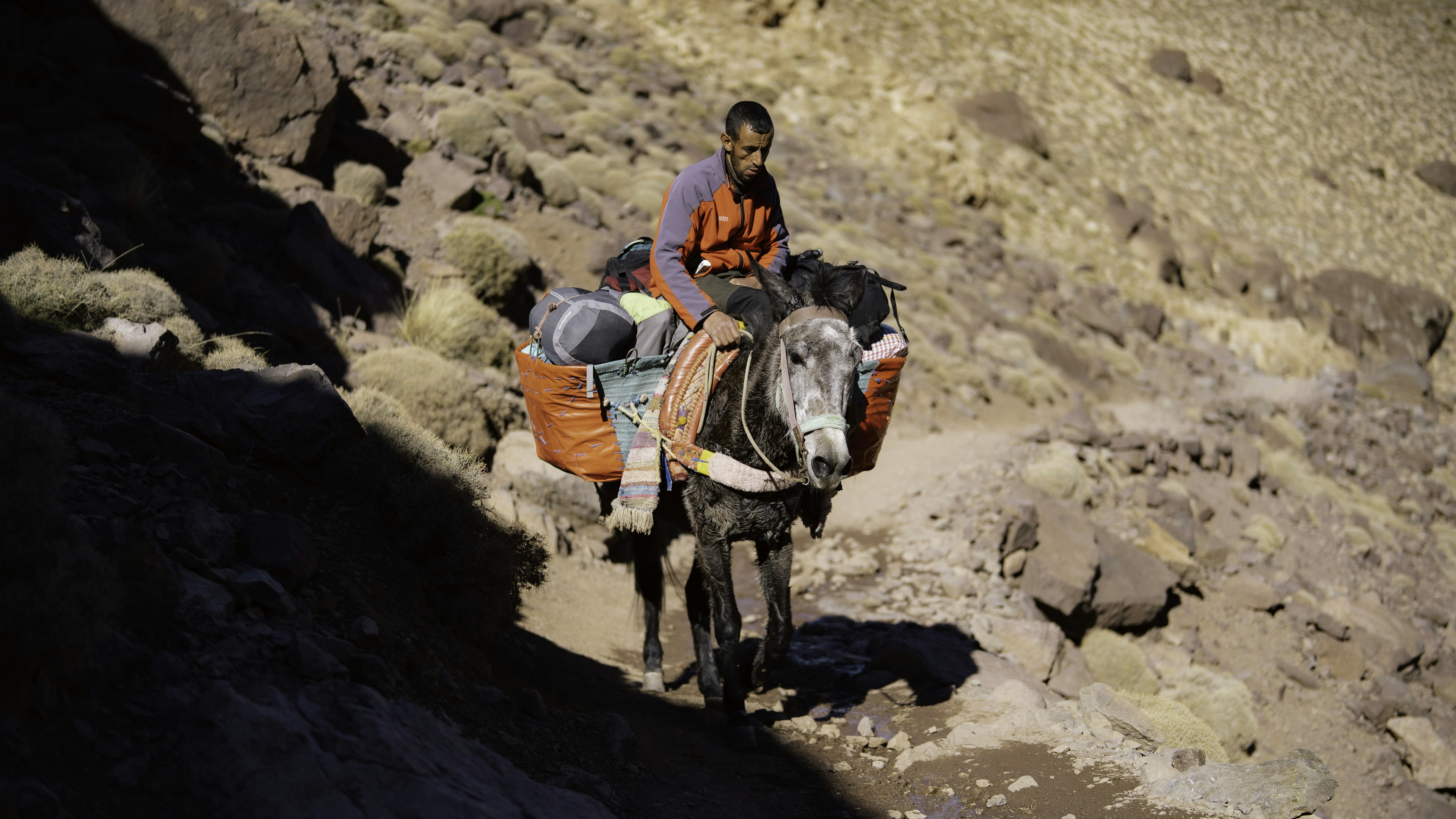 A man riding a donkey down a dirt road photo – Free Human Image on Unsplash