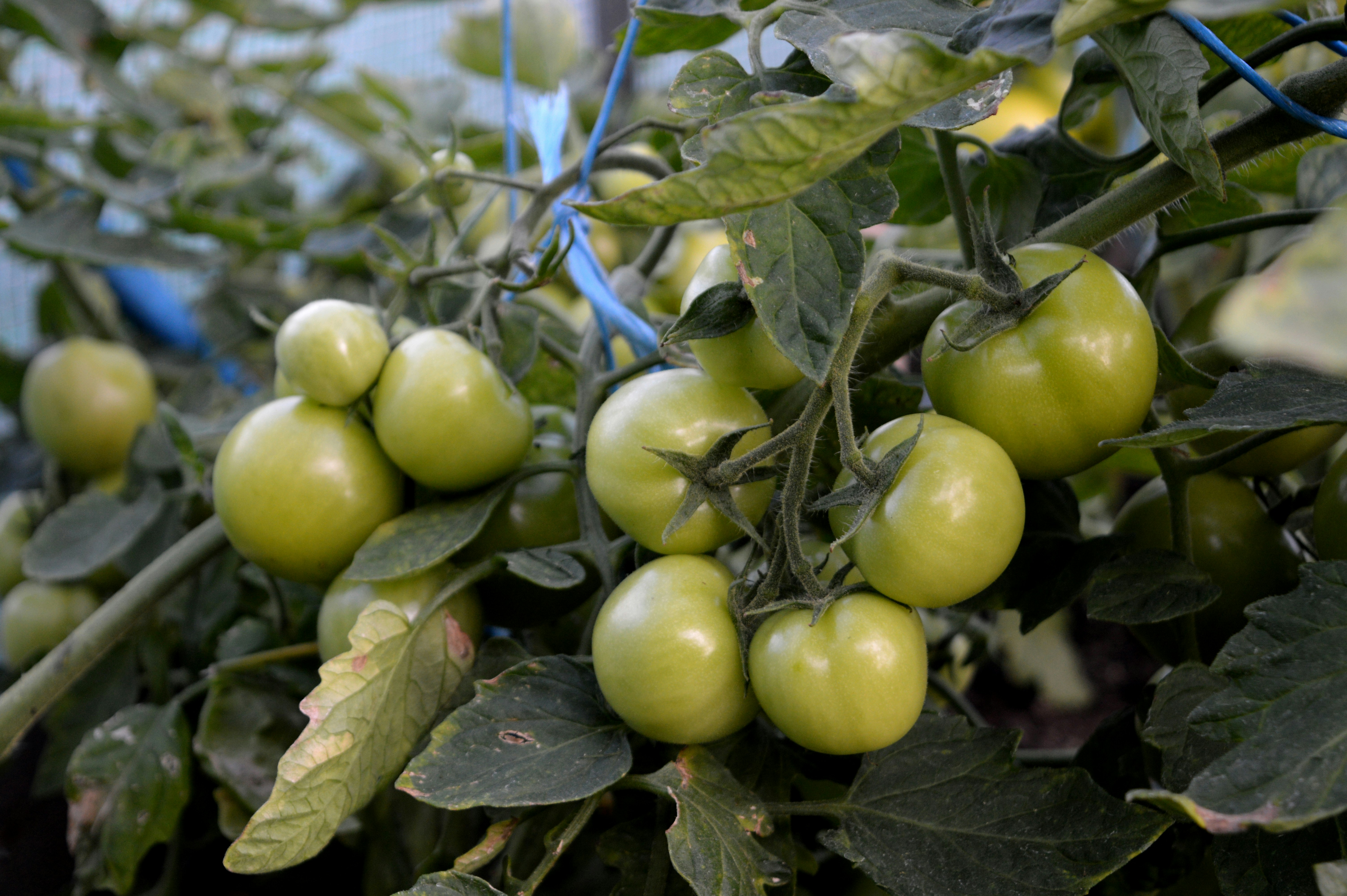 A bunch of green apples hanging from a tree photo – Free Tomato Image ...