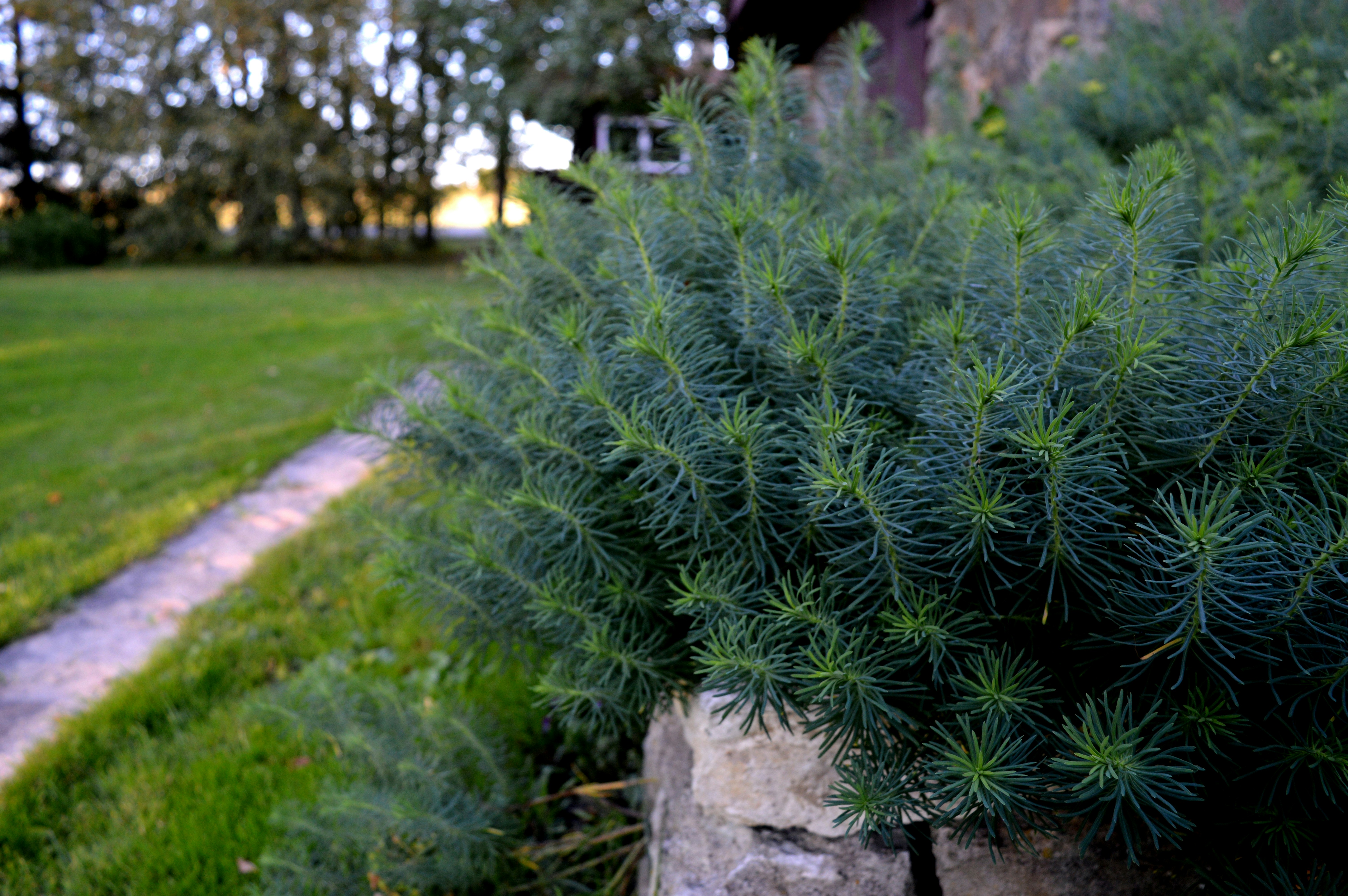 Une plante pousse à partir d’un rocher photo – Image gratuite de ...