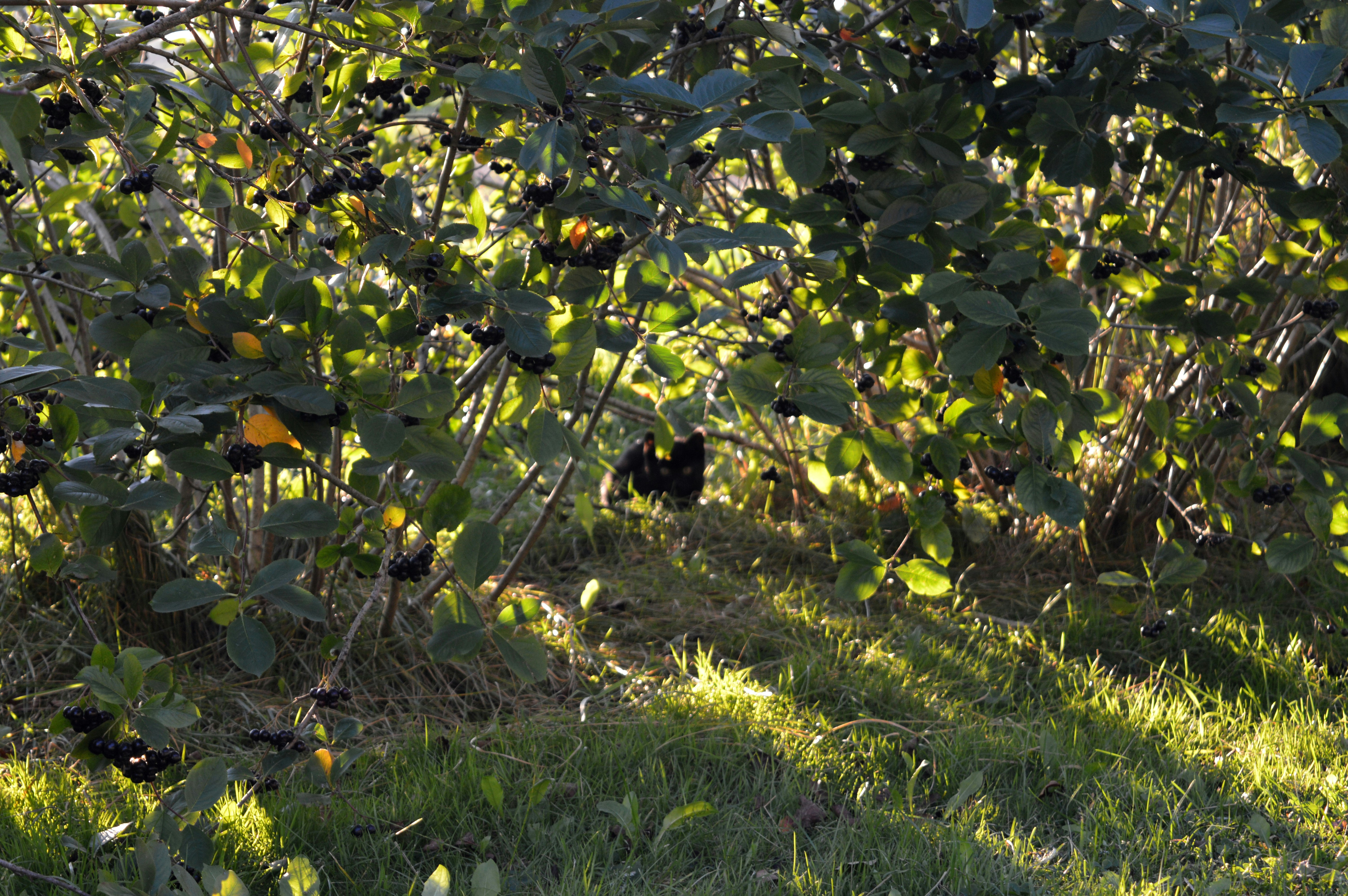 A cat sitting in the shade of a tree photo – Free Cat Image on Unsplash