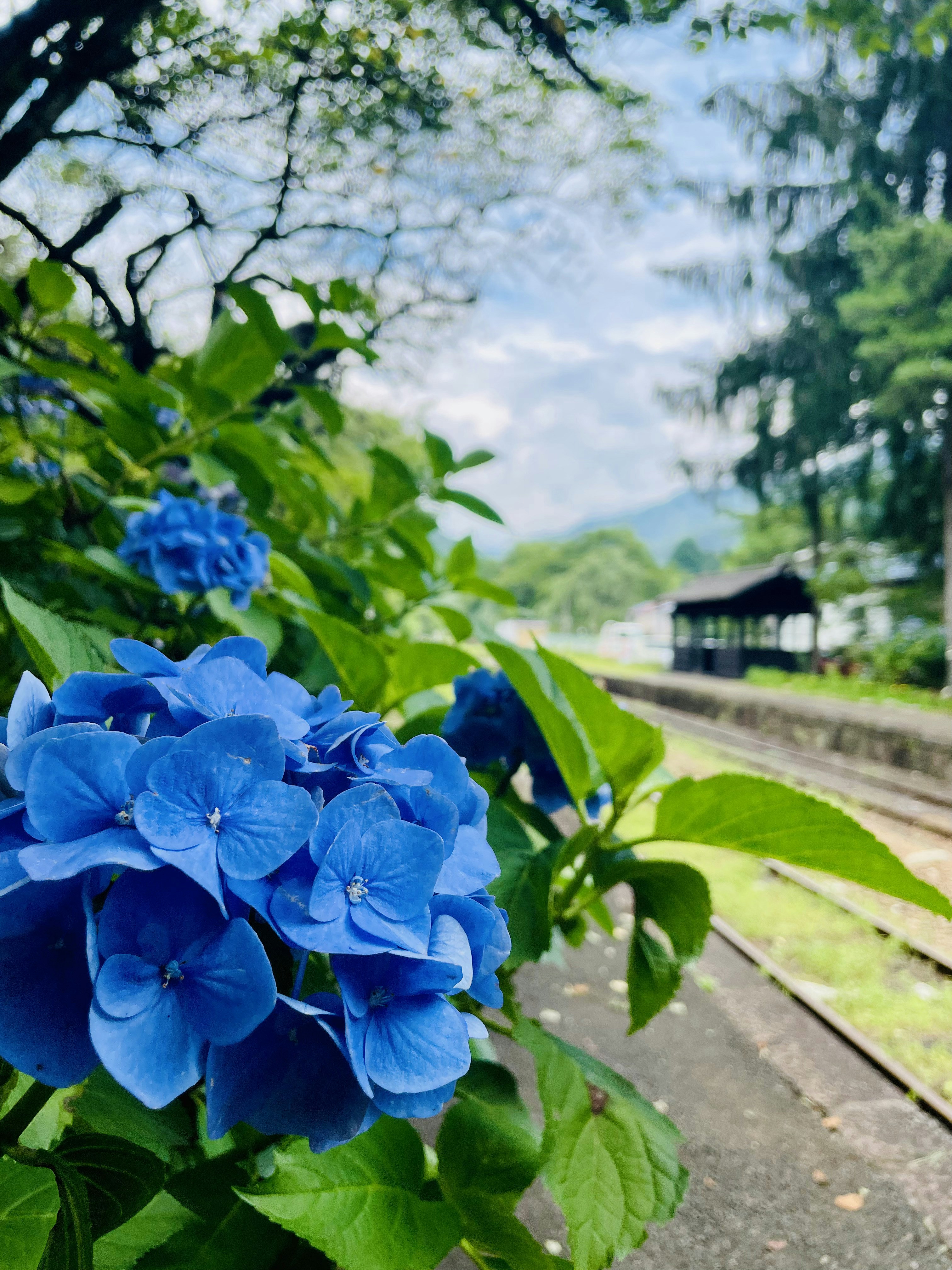 Azure Hydrangea Cluster Anchors a Railside Moment