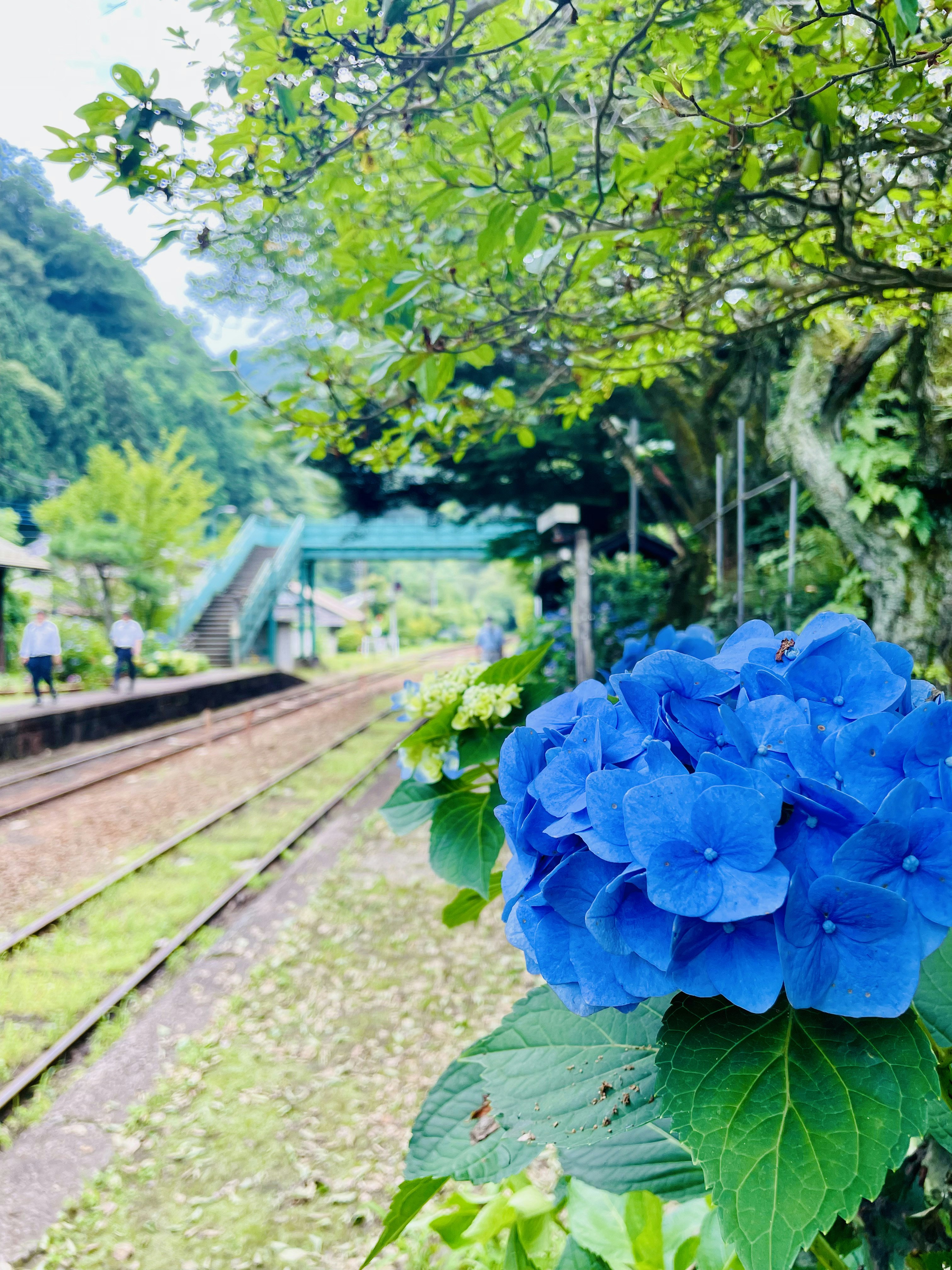 Azure Hydrangea Framing a Railside Platform Beneath a Lush Canopy