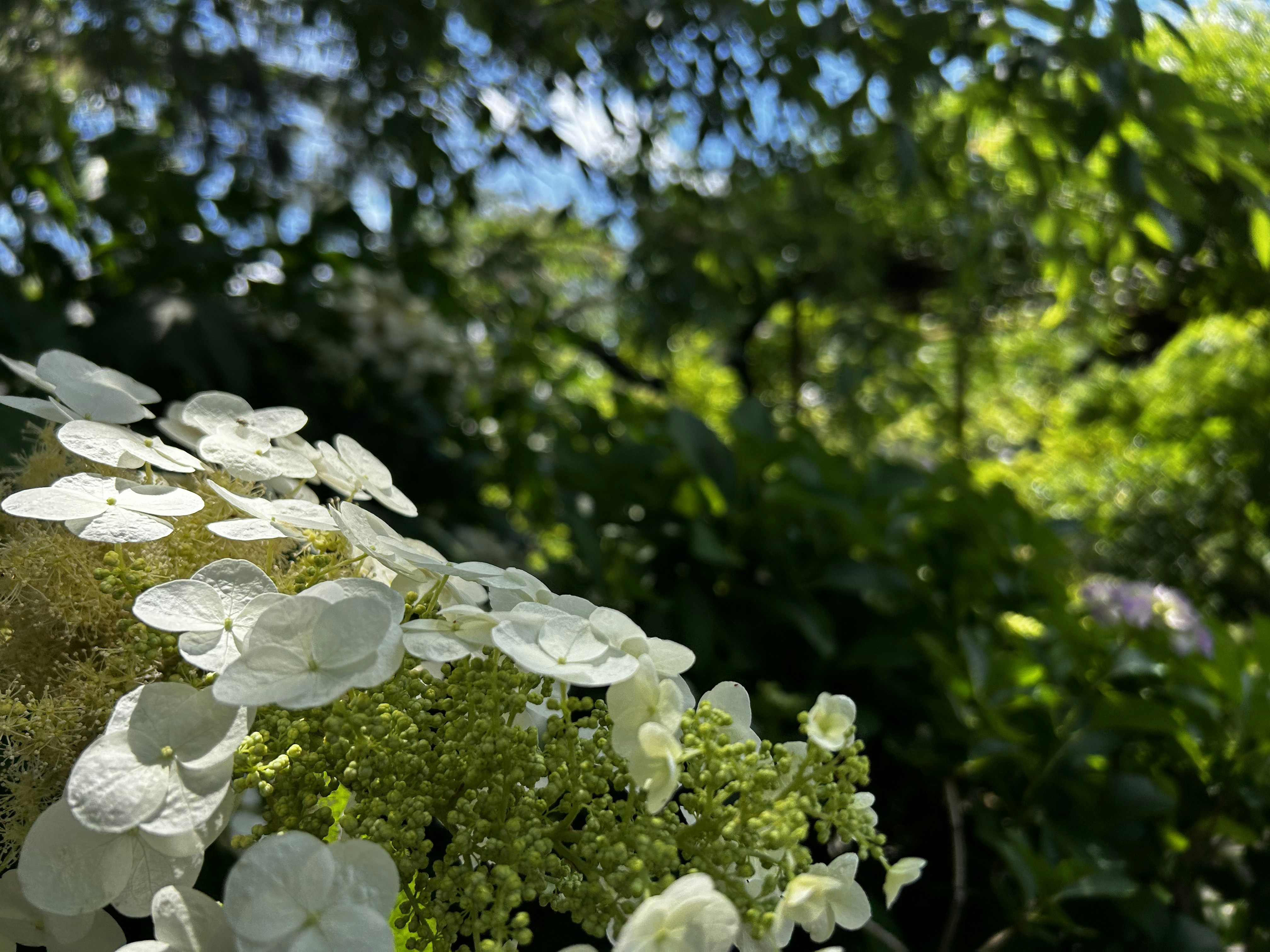 Sunlit lace: a cluster of ornamental leaves in a garden glow