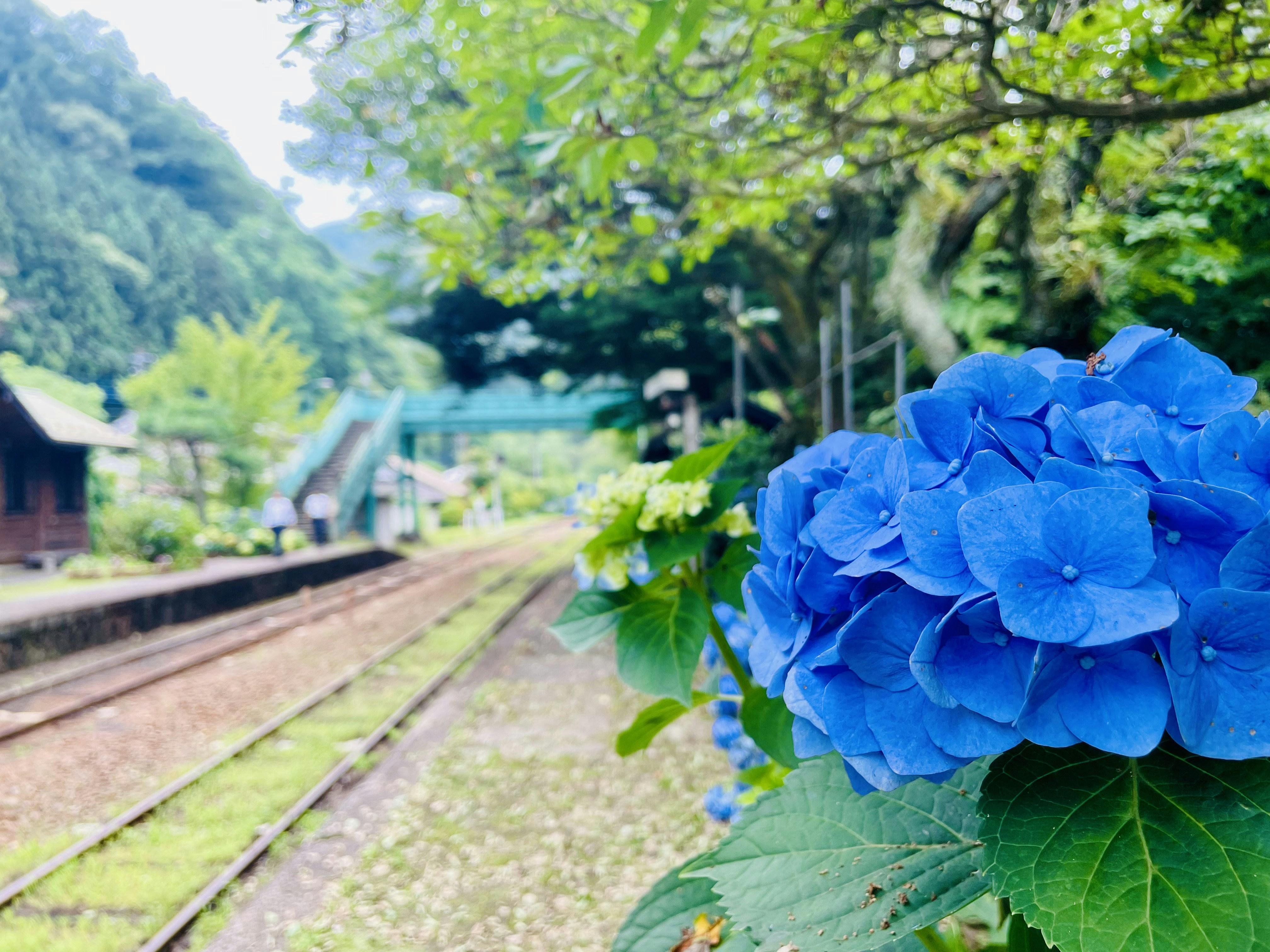 Azure Hydrangea by the Rails: a tranquil bloom framing a sleepy platform