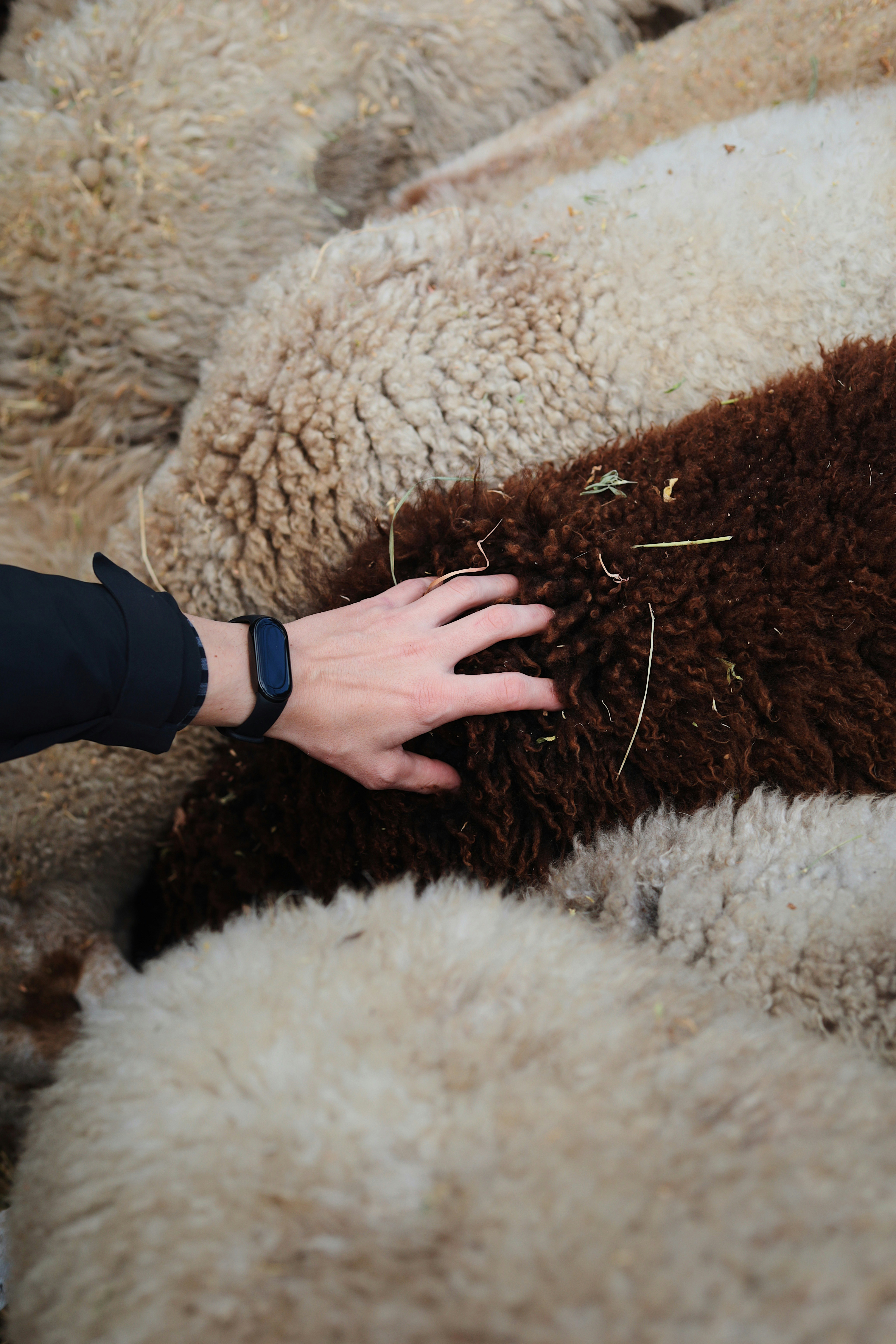 A hand touching a pile of sheep wool