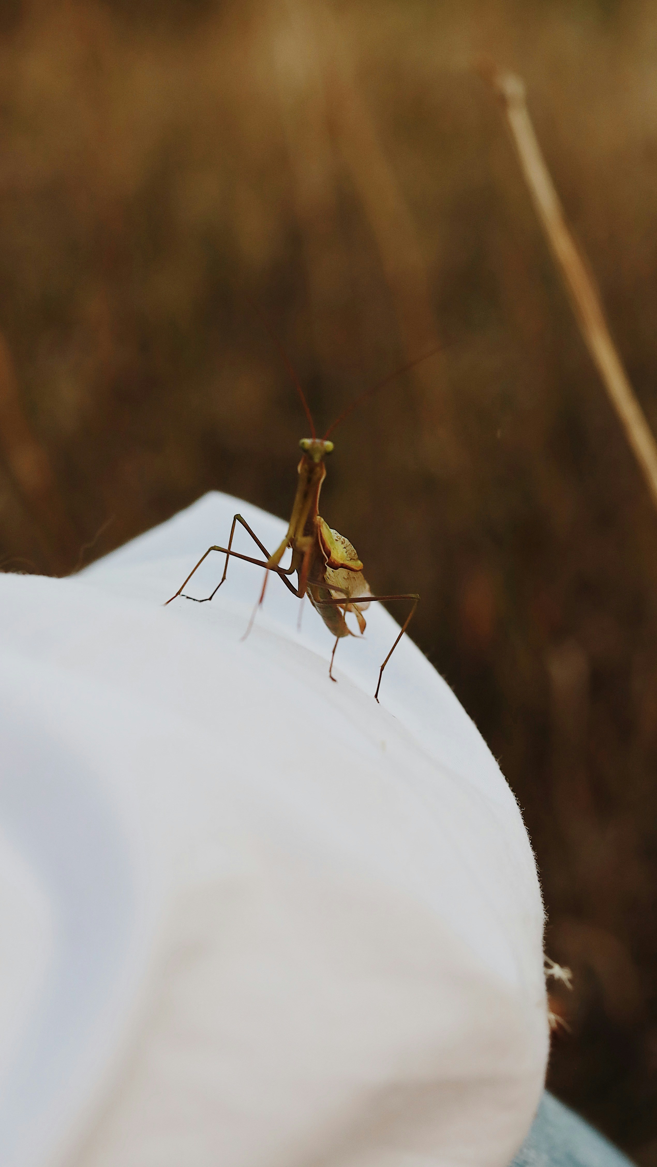 Praying Manteeling: a tiny hunter on a white blanket