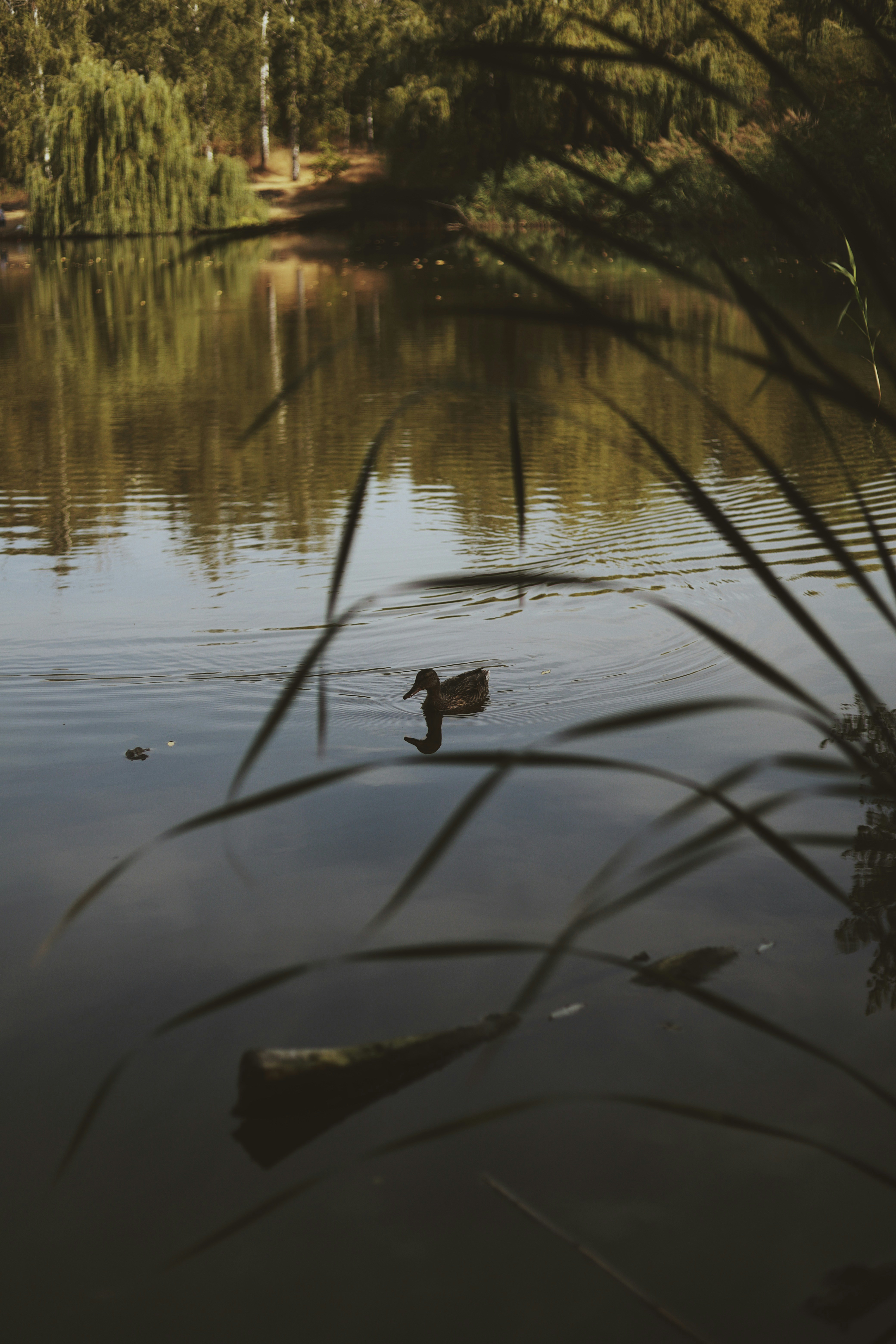 Un canard flottant à la surface d’un lac entouré d’herbes hautes photo ...