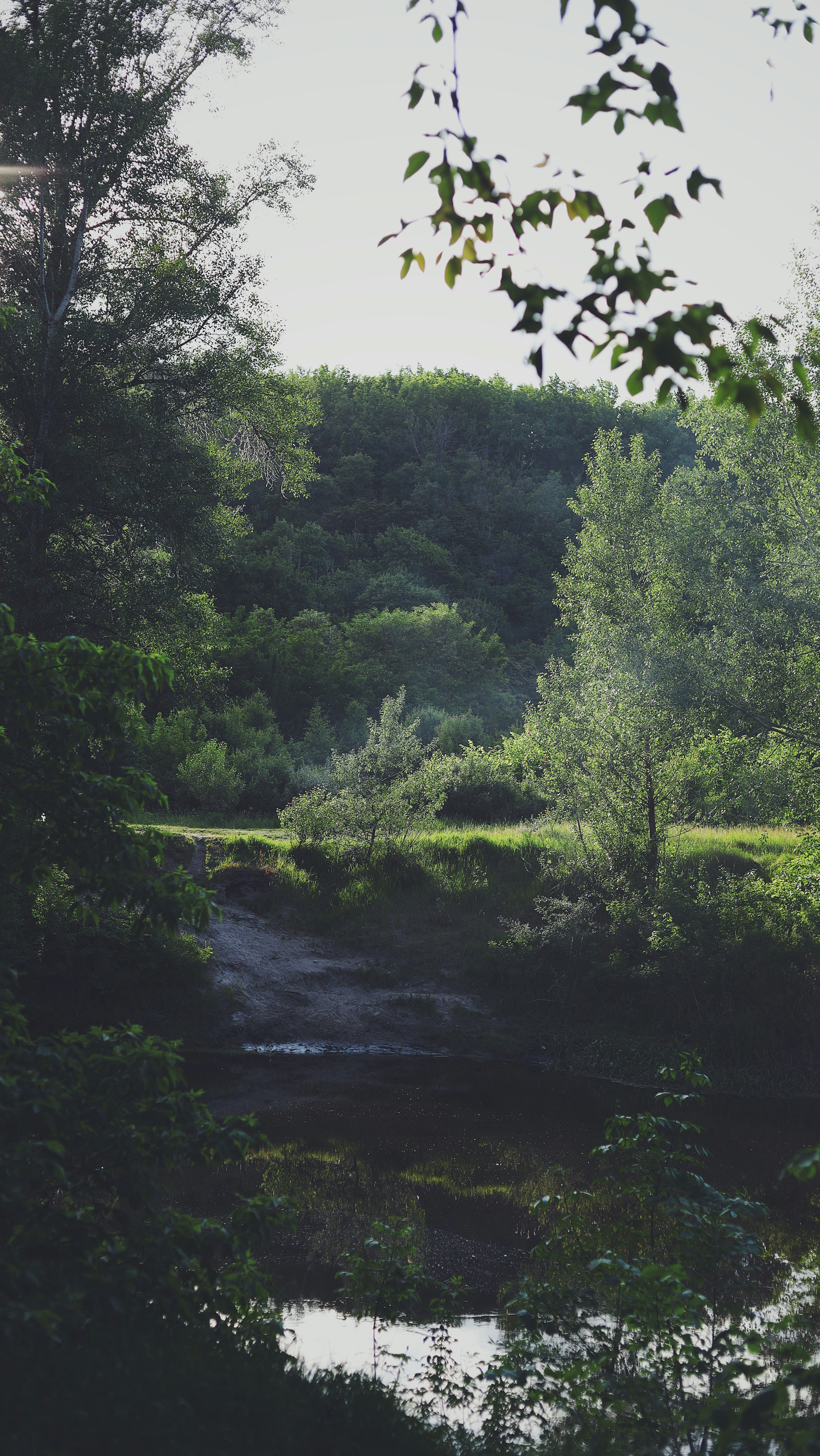 A river running through a lush green forest