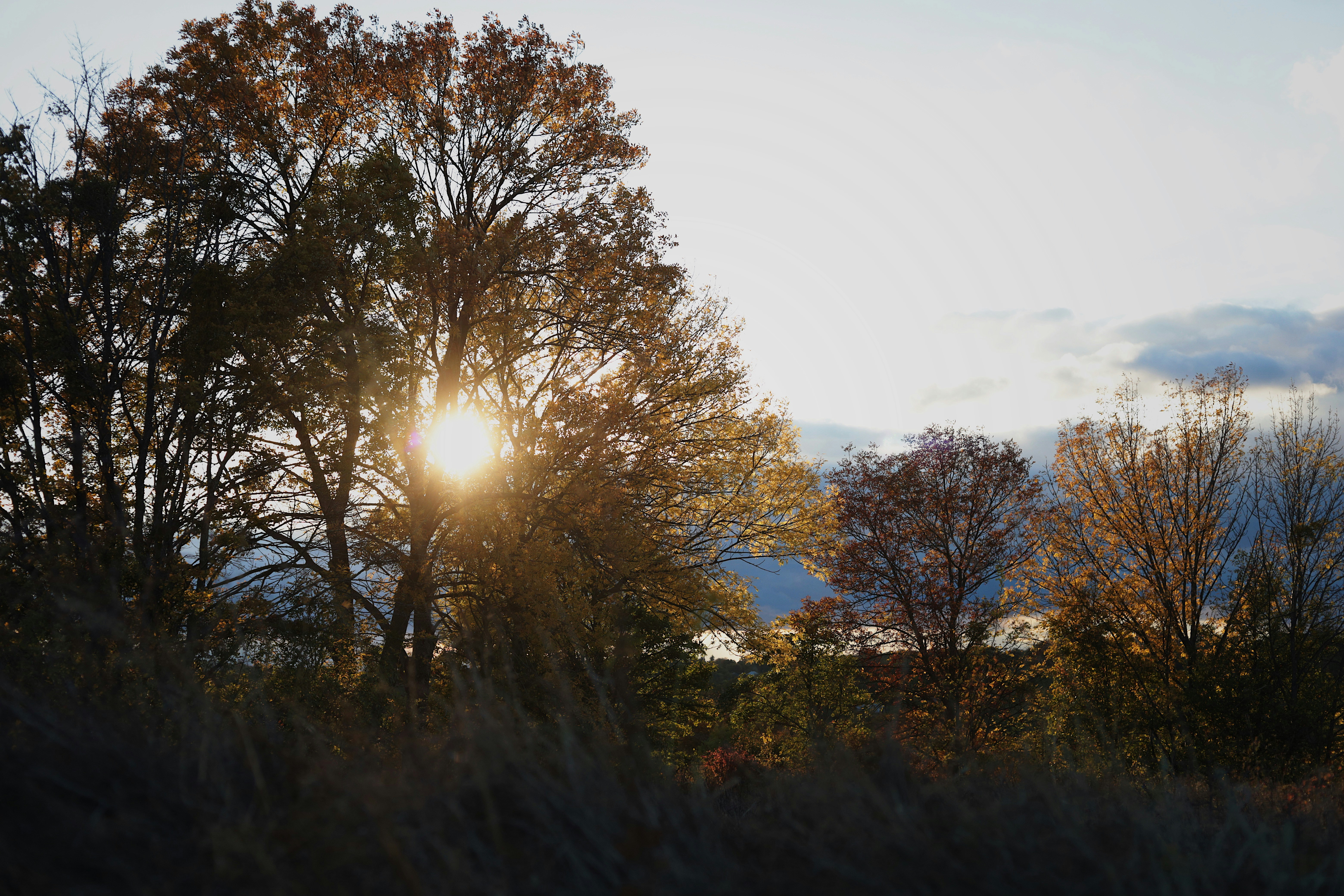 Le soleil brille à travers les arbres dans le champ photo – Image ...
